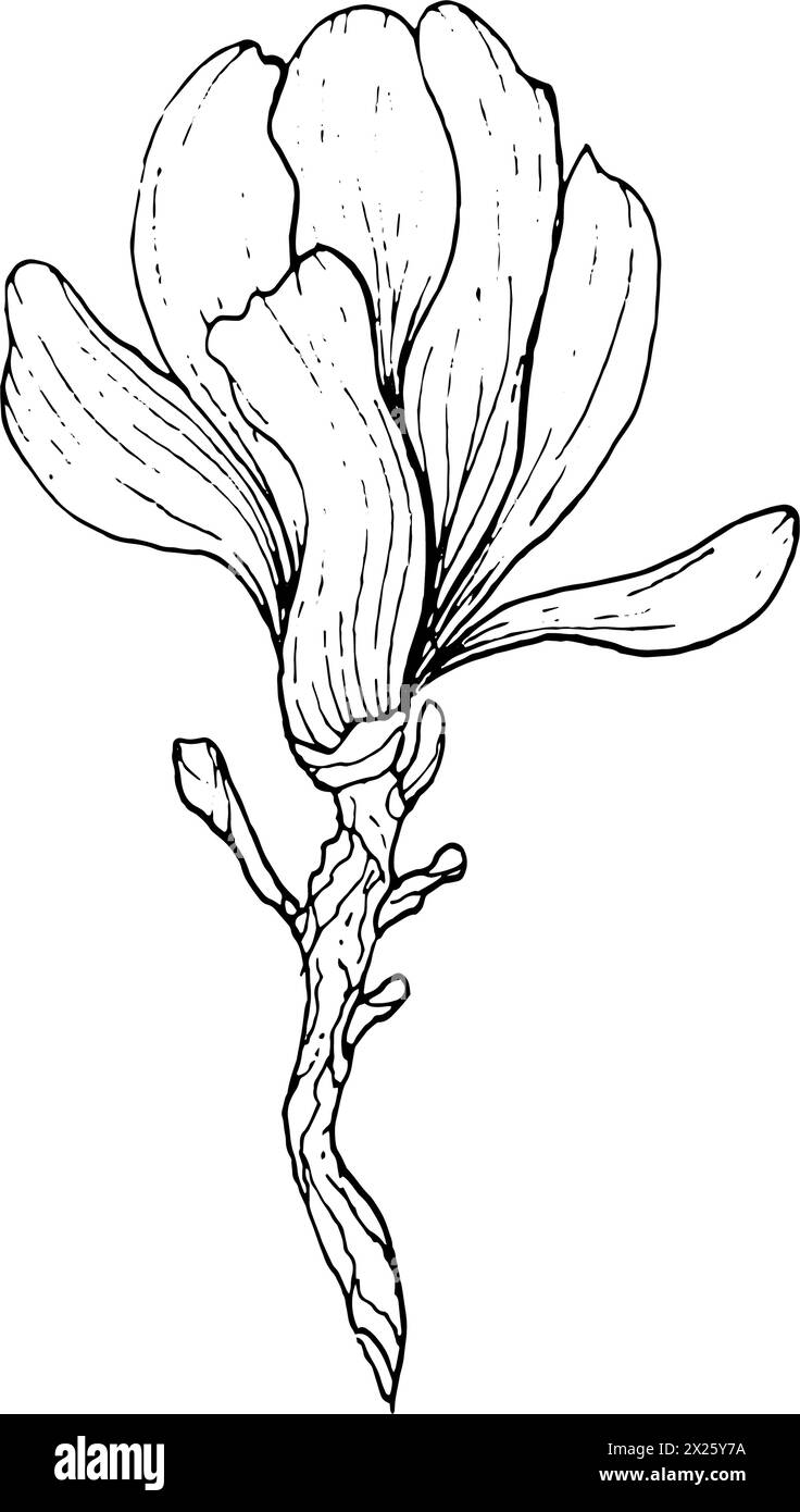 Monochrome flowers and branches of magnolia, hand drawn. Magnolia ...