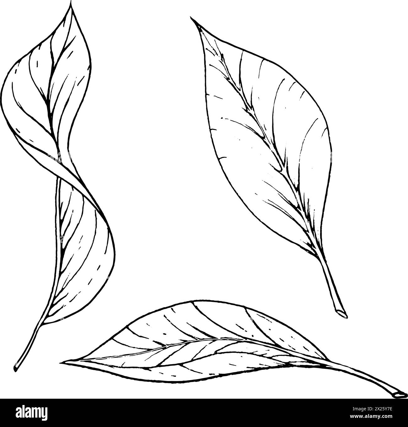 Monochrome flowers and branches of magnolia, hand drawn. Magnolia ...