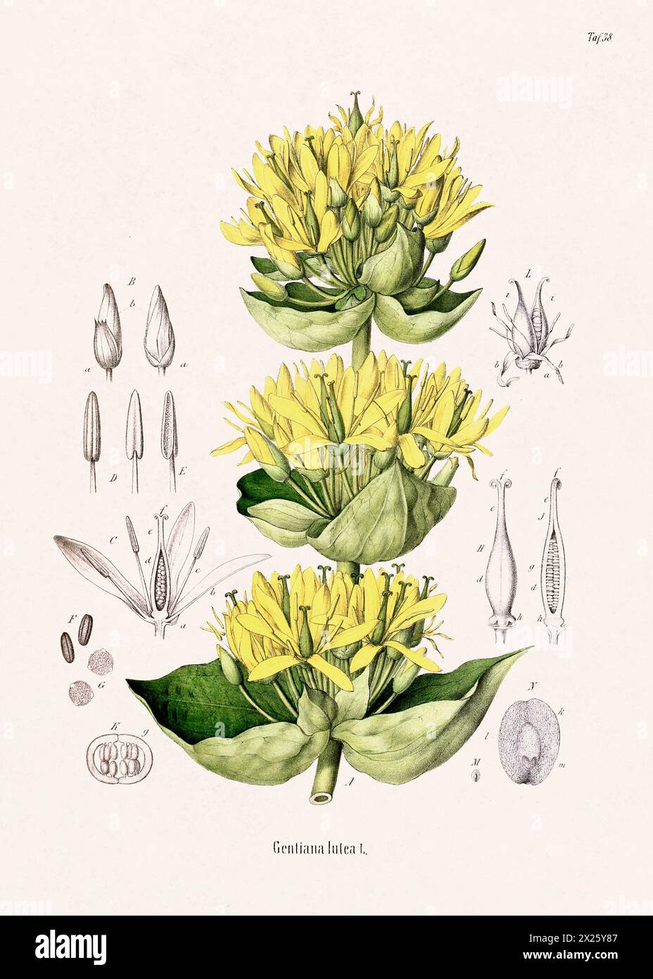 Vintage Botanical illustration from a 19th-century German Book ...