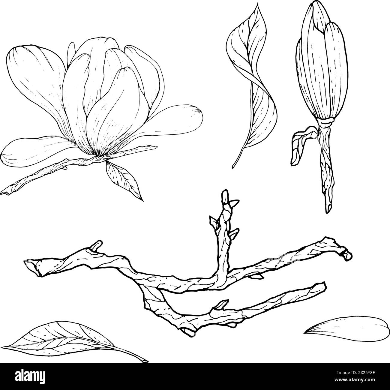 Monochrome flowers and branches of magnolia, hand drawn. Magnolia ...