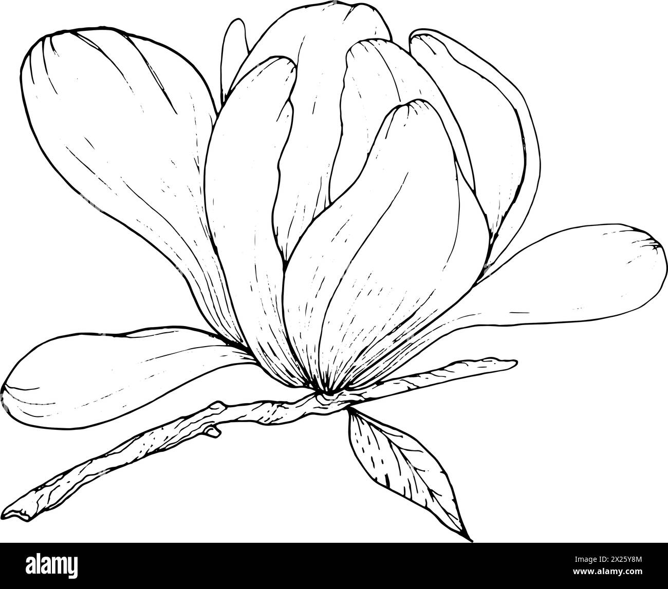 Monochrome flowers and branches of magnolia, hand drawn. Magnolia ...