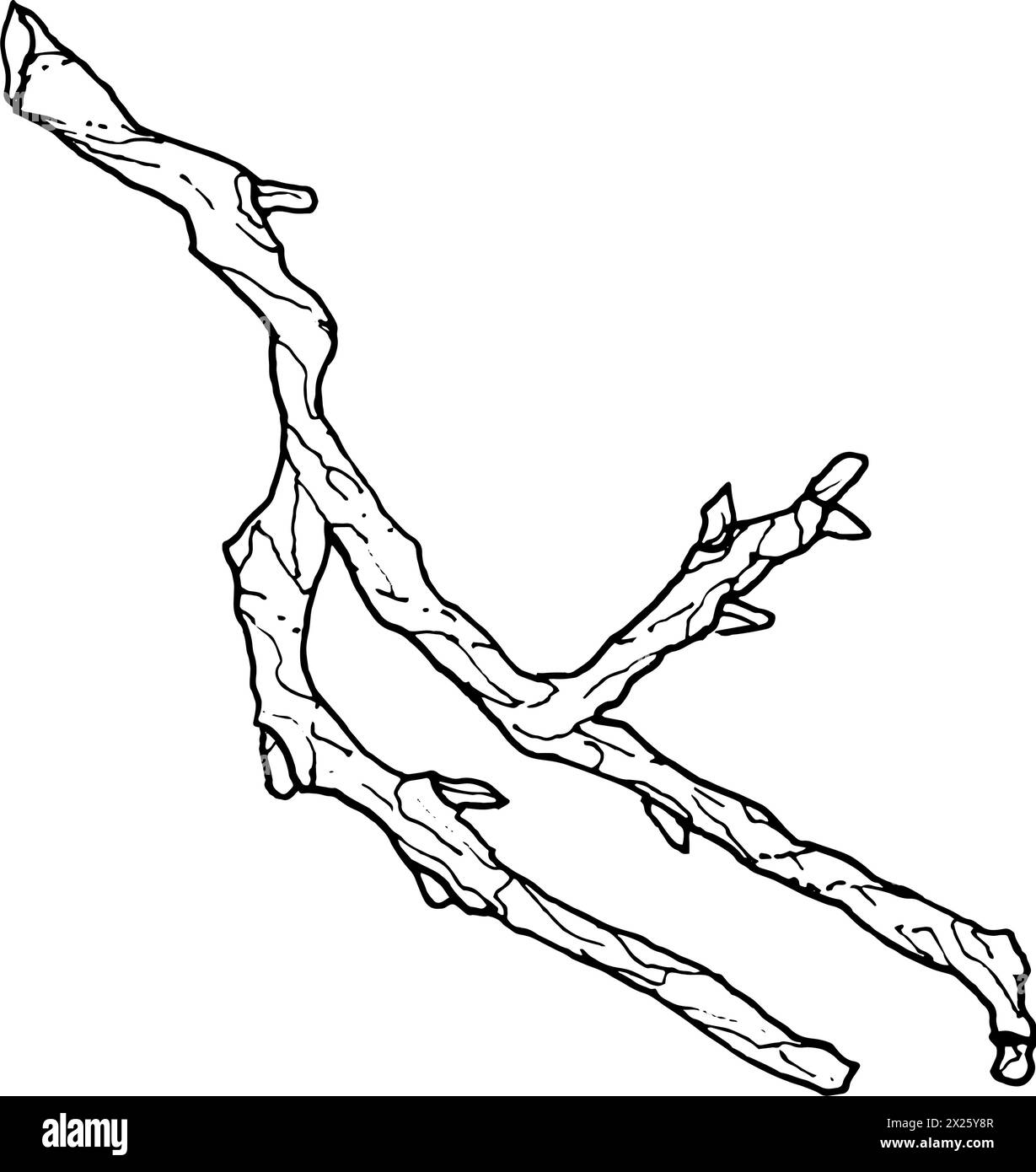 Monochrome branches of magnolia, hand drawn. black and white vector ...