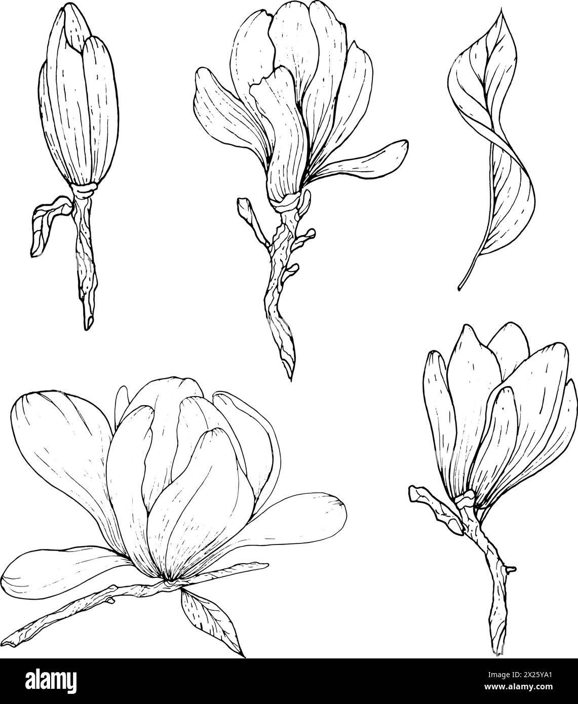 Monochrome flowers and branches of magnolia, hand drawn. Magnolia ...