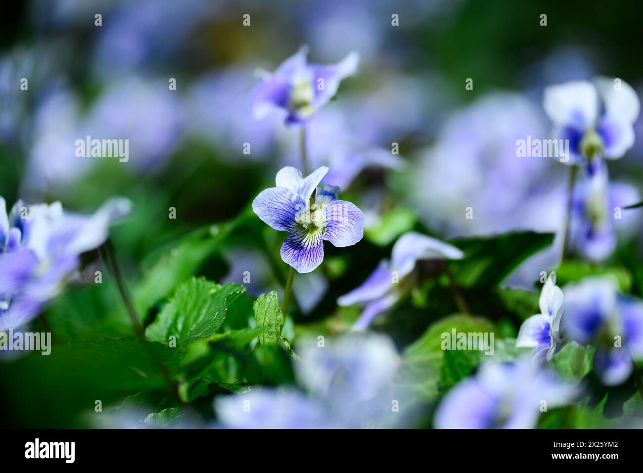 Marsh blue violet with leaves Stock Photo - Alamy