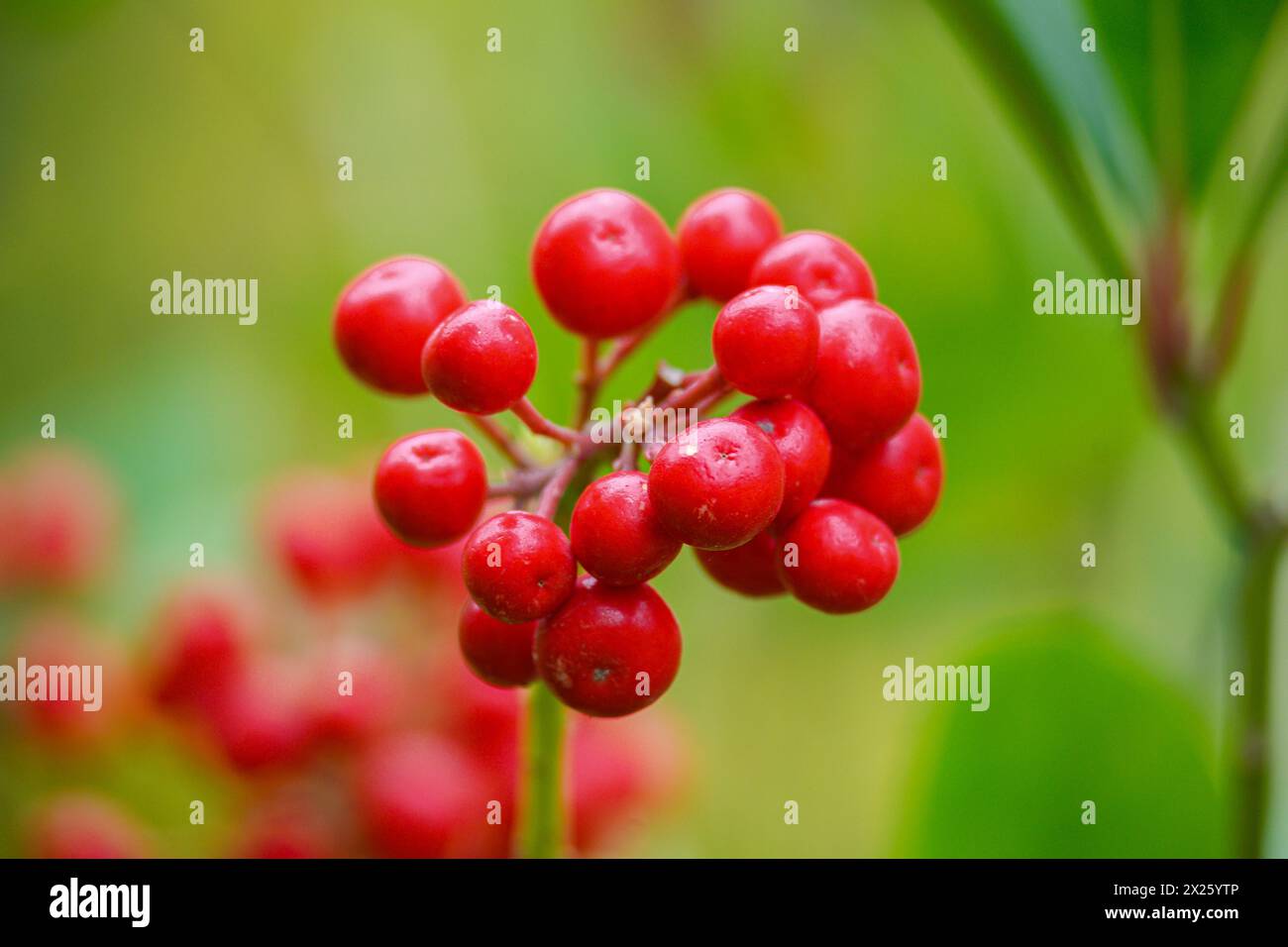 Viburnum garden plant fruits hi-res stock photography and images - Alamy
