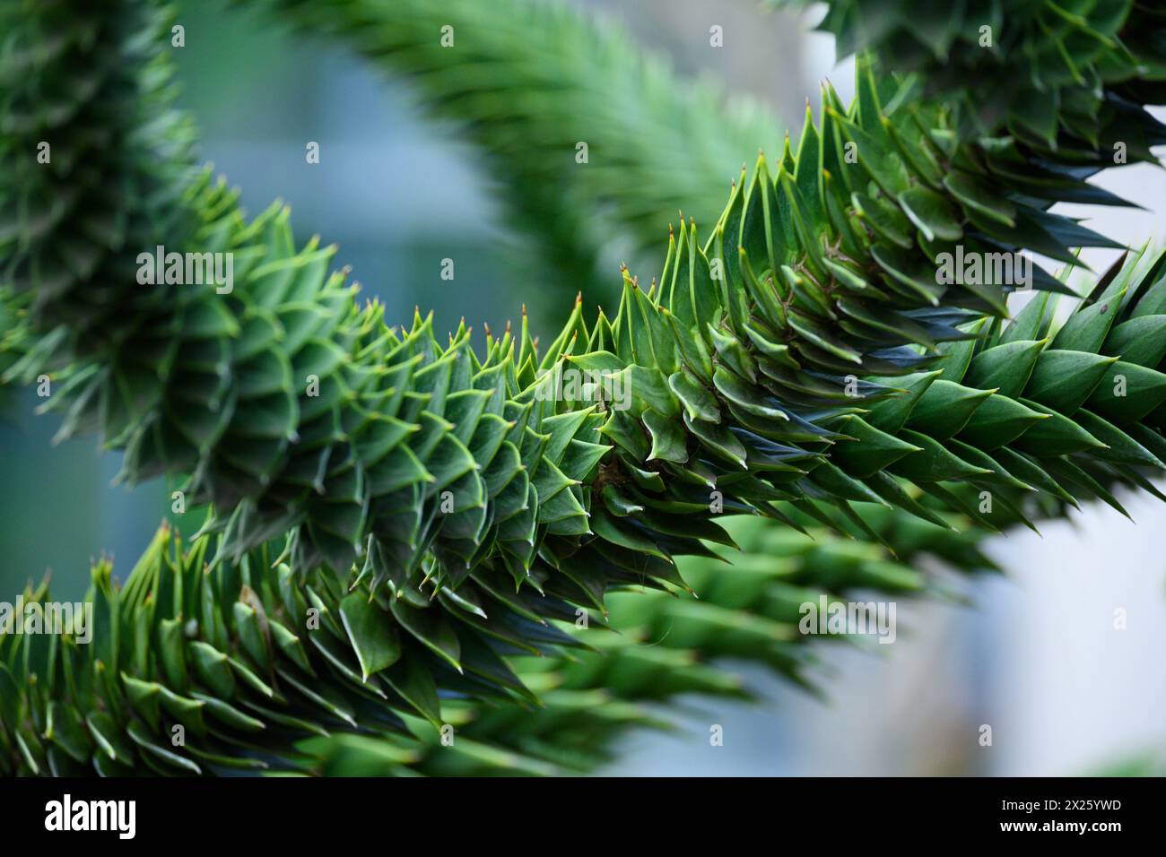 Monkey puzzle tree Araucaria araucana macro Stock Photo - Alamy
