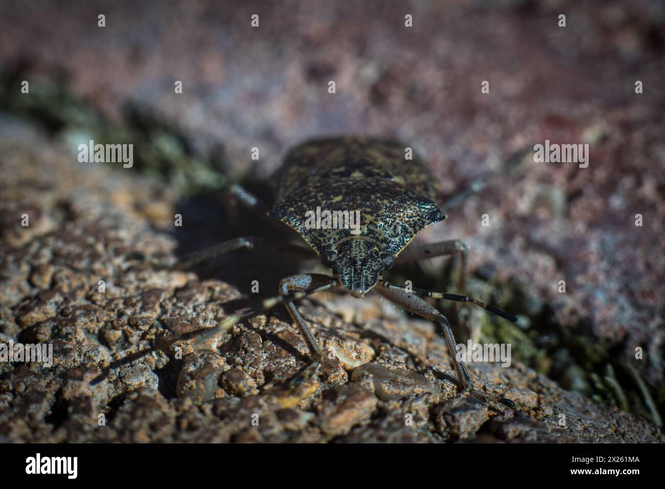Stinky bug close up photo Stock Photo - Alamy