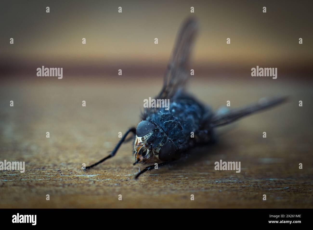 Big black fly hi-res stock photography and images - Alamy