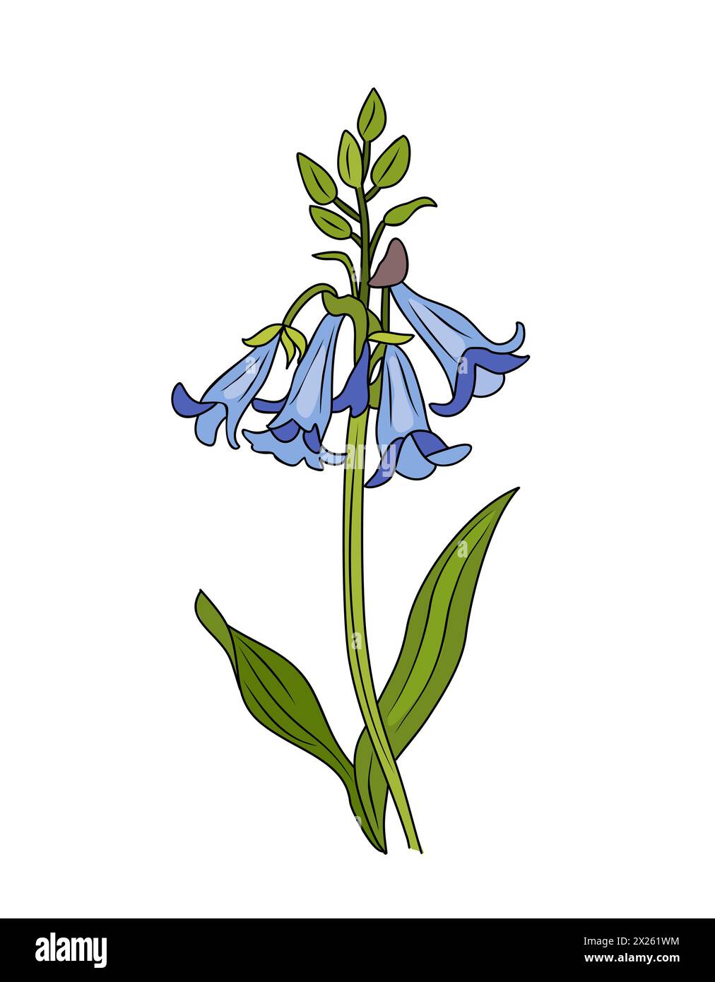 Bluebell wild flowers vector colorful art isolated Stock Vector Image ... Bluebell wild flowers vector colorful art isolated Stock Vector Image ...