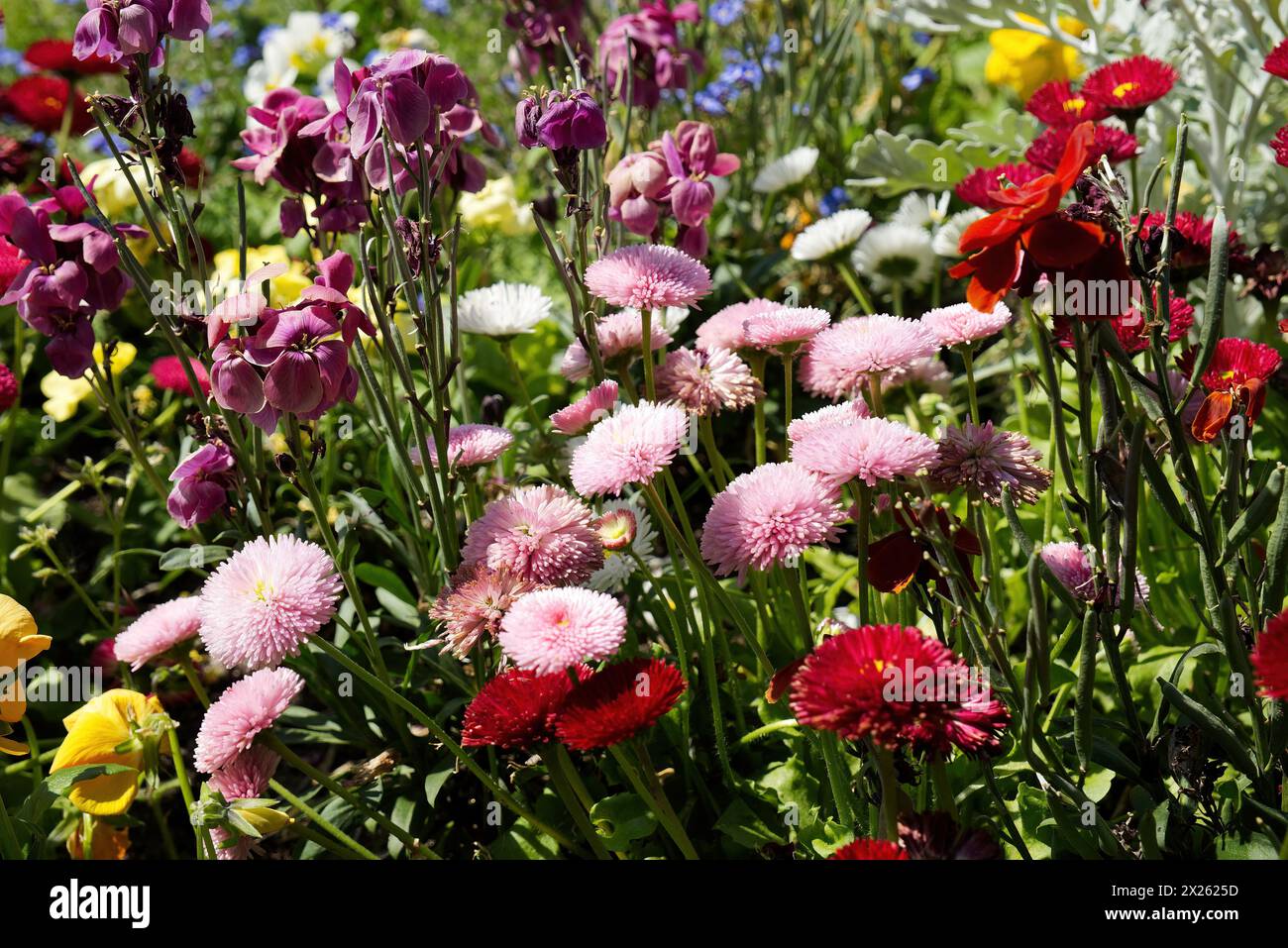 Cluster of wildflowers, including red and pink English Daisies (bellis ...