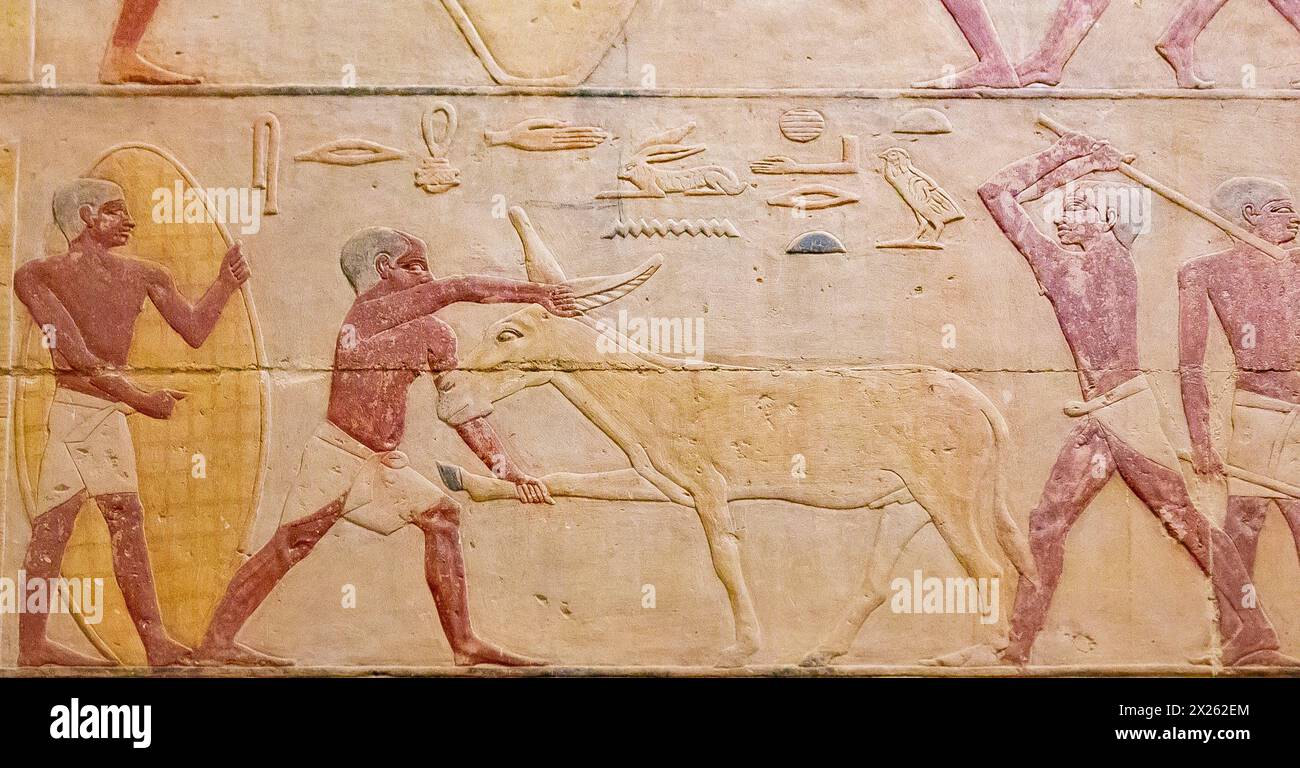 Egypt, Saqqara, tomb of Ty, agriculture : Put and maintain a big cereal ...