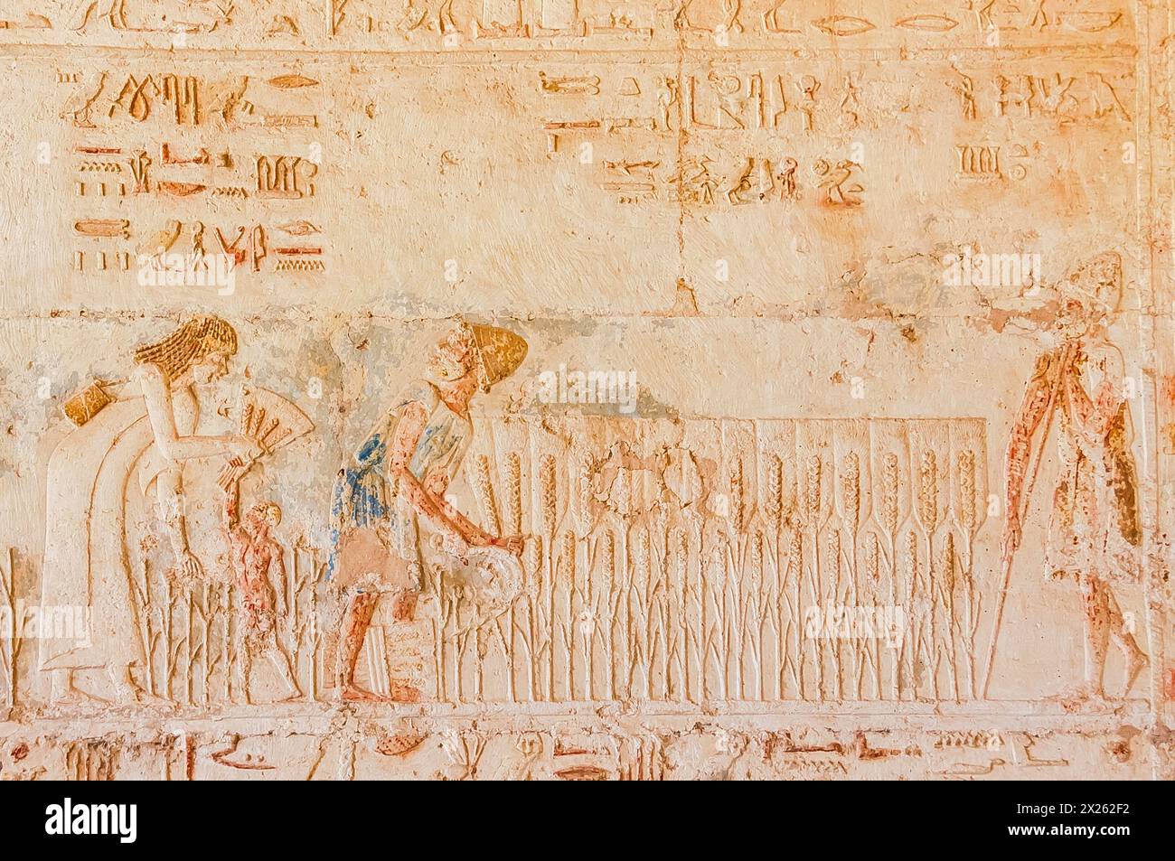 Egypt, Tuna el Gebel, tomb of Petosiris, harvesting and gleaning Stock ...