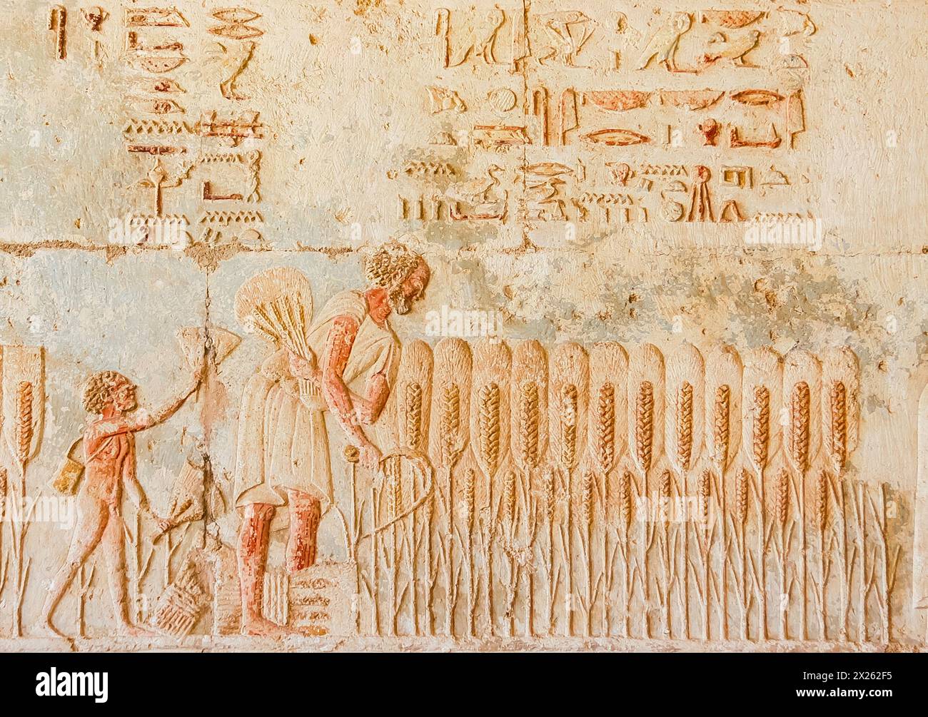 Egypt, Tuna el Gebel, tomb of Petosiris, harvest Stock Photo - Alamy