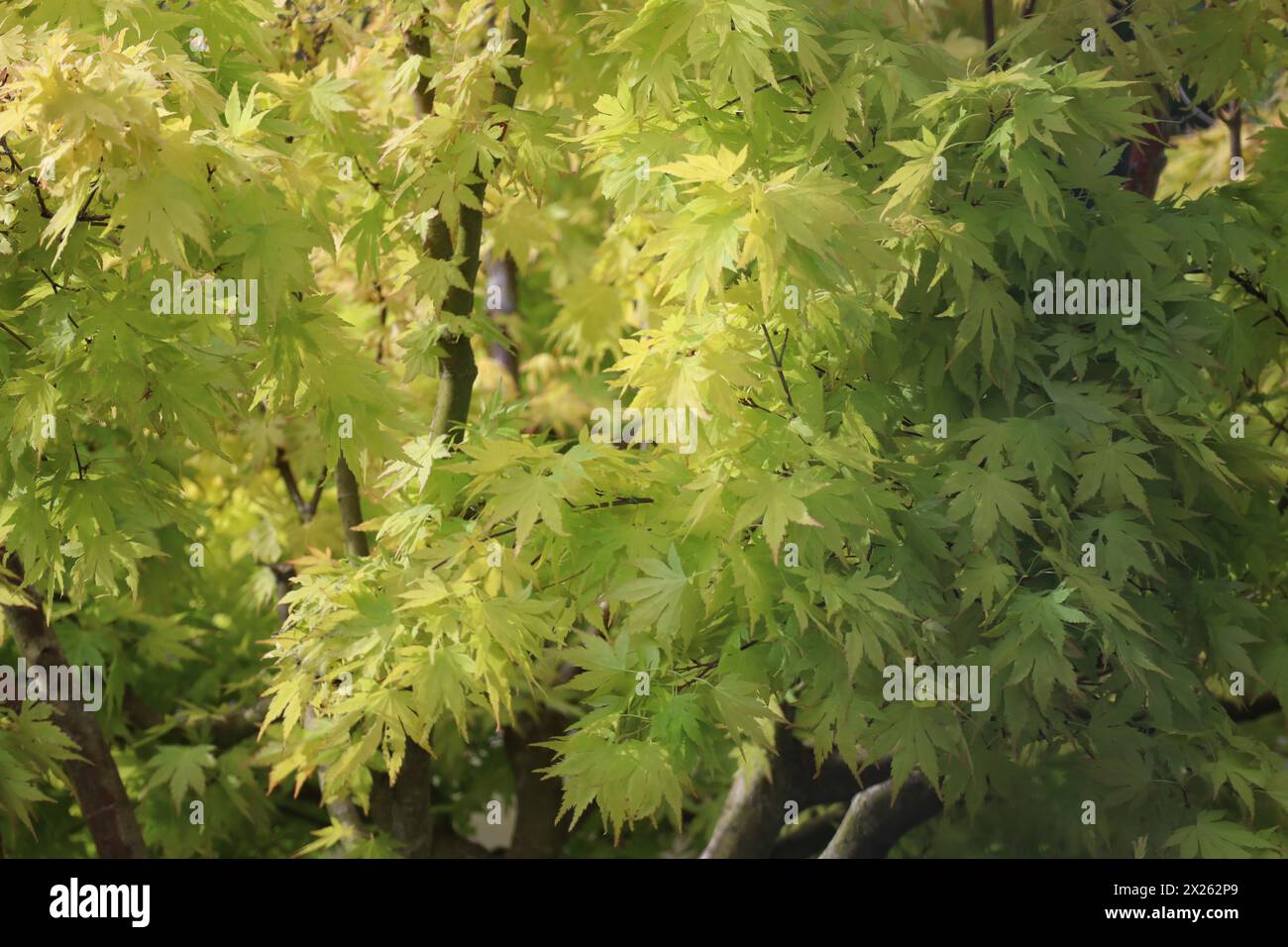 japanese Golden maple in a Zen garden Stock Photo - Alamy