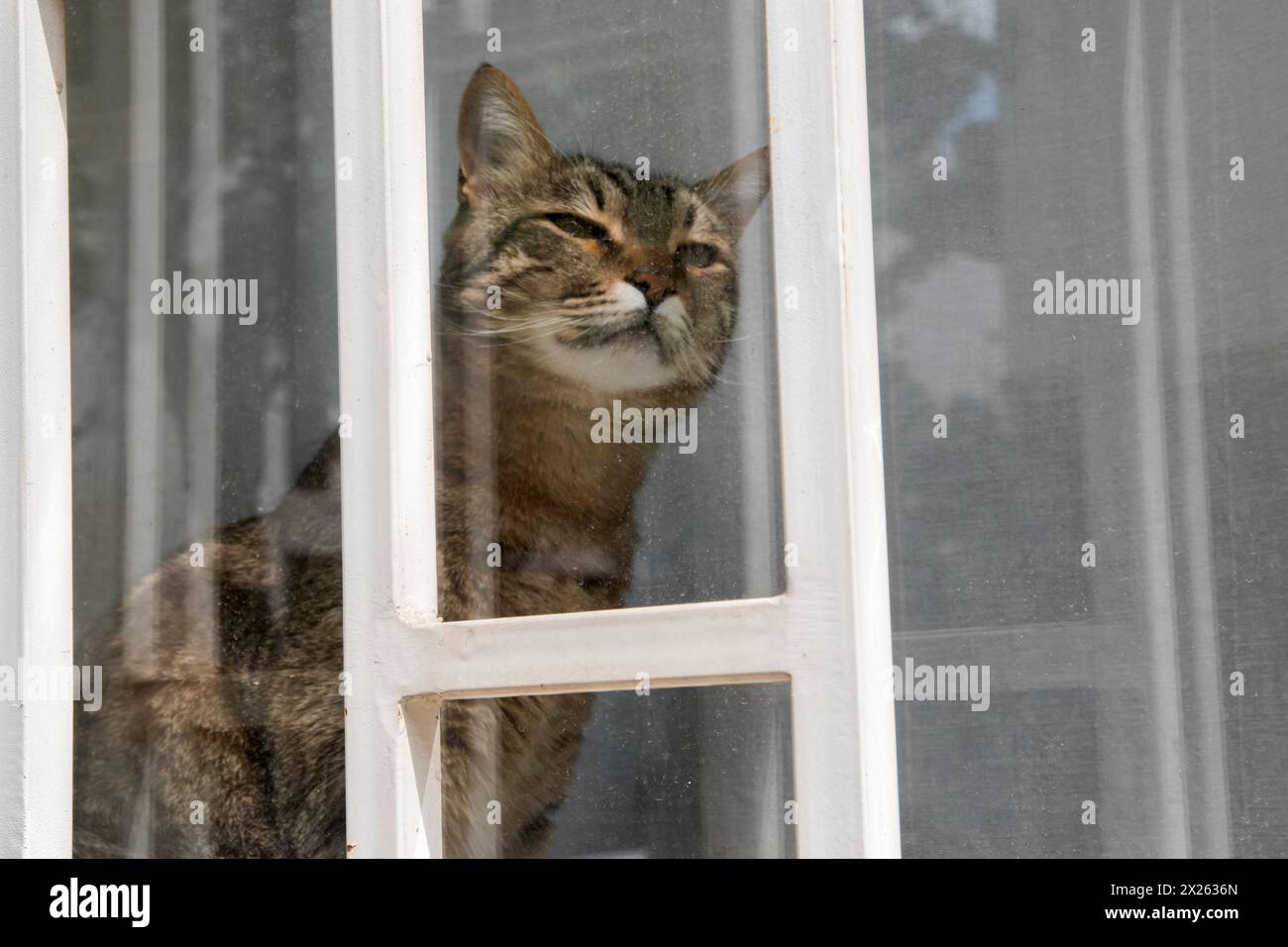 Tabby male cat on barred window on ground floor of town house Stock ...