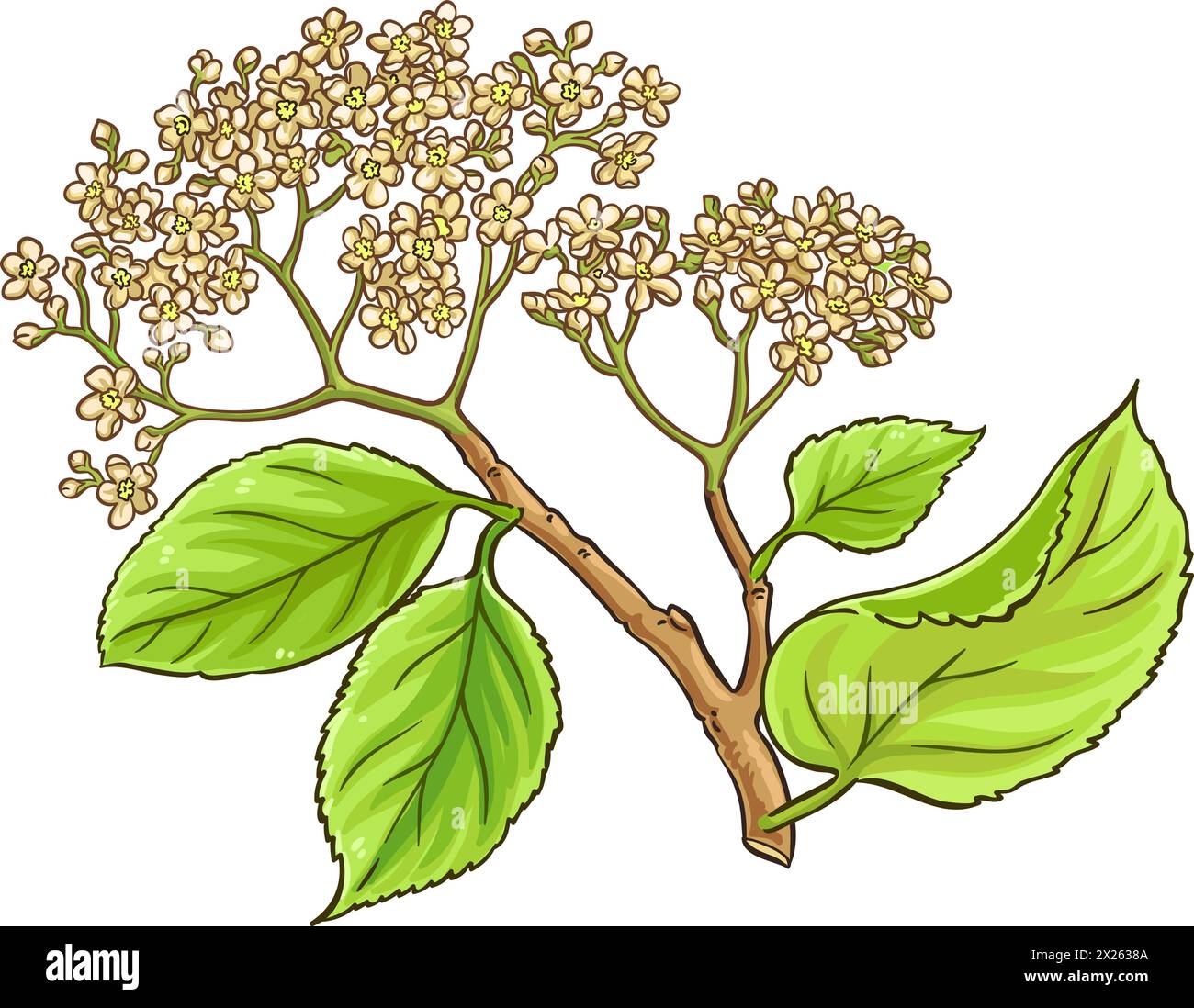 Black Rowan Branch Colored Detailed Illustration Stock Vector Image ...