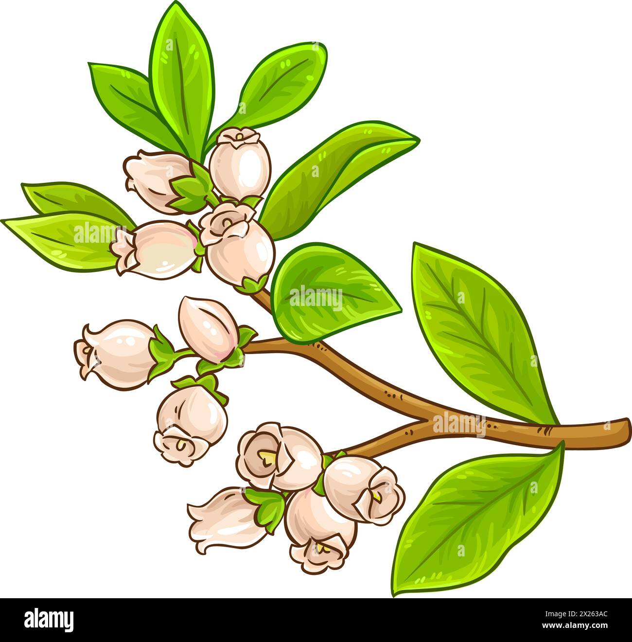Blueberry Branch Colored Detailed Illustration Stock Vector Image & Art ...
