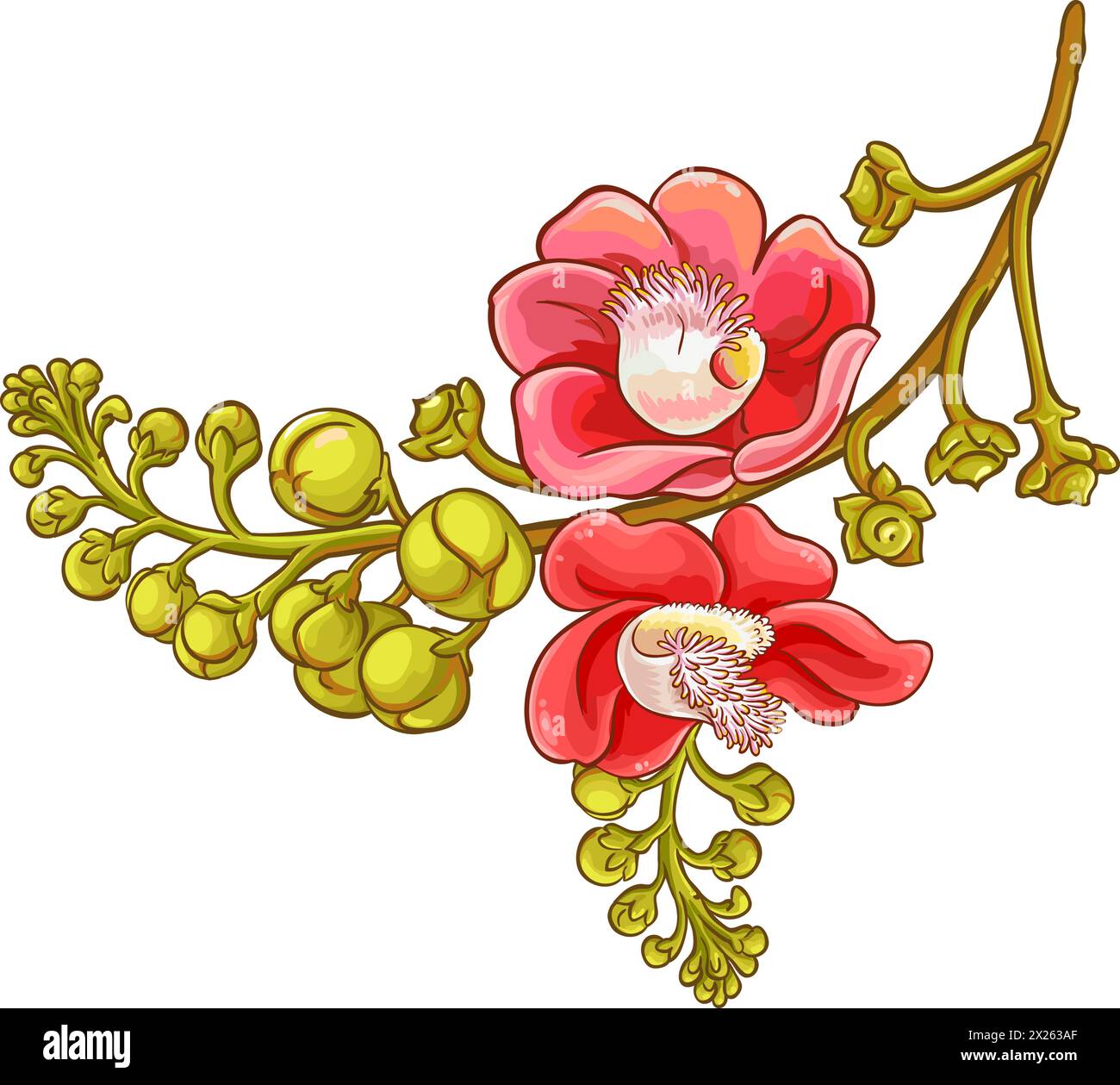 Brazil Nut Flowers Colored Detailed Illustration Stock Vector Image ...