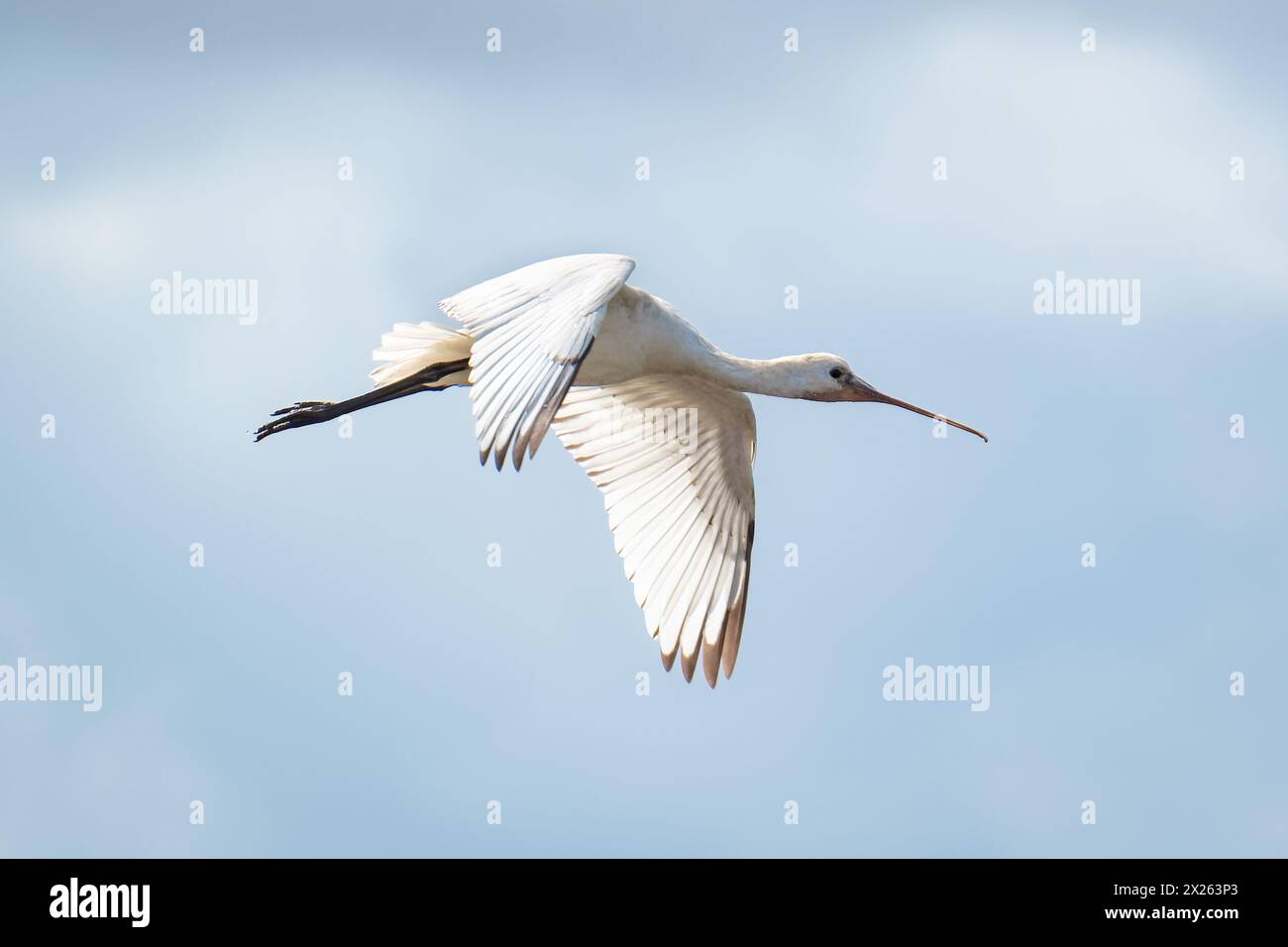 Graceful spoonbill hi-res stock photography and images - Alamy
