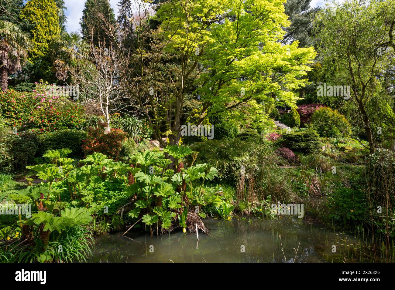 Fletcher Moss botanical gardens in spring, Didsbury, Greater Manchester ...