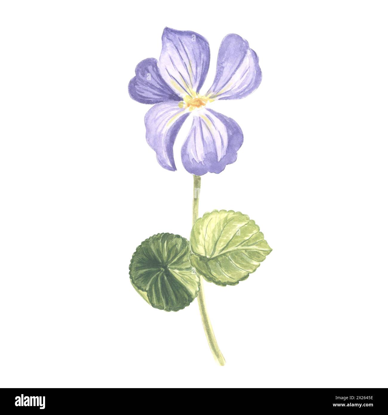 Flower Violet with leaves. Watercolor garden pansy. Isolated hand drawn ...