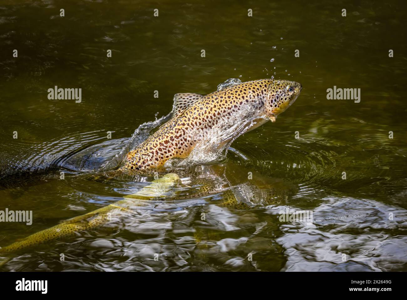 Brown trout jumping in the river Test Stock Photo - Alamy
