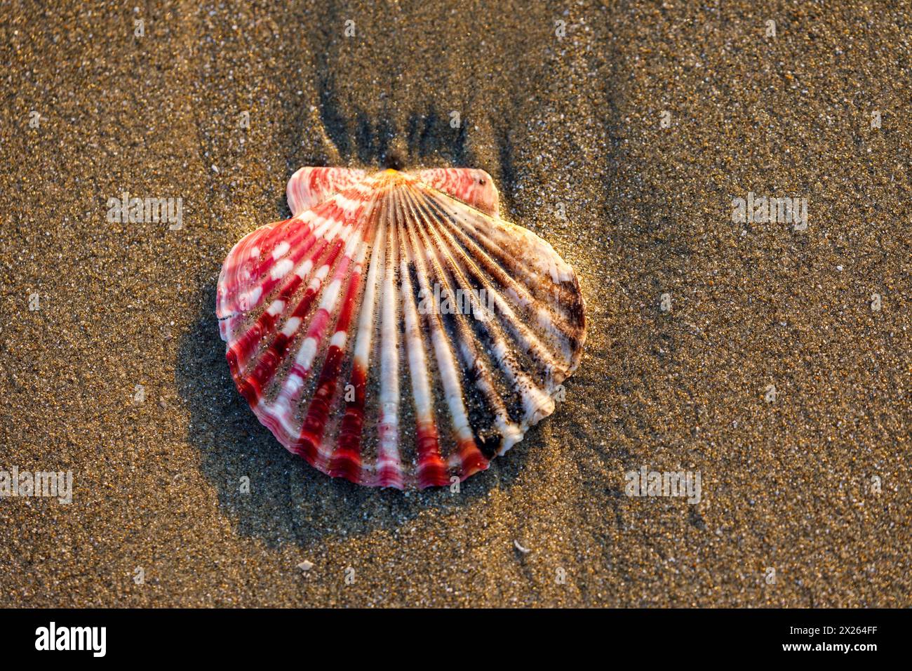 Scallop shells texture hi-res stock photography and images - Alamy