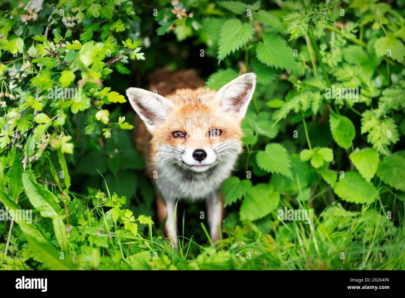Red fox in the meadow hi-res stock photography and images - Alamy