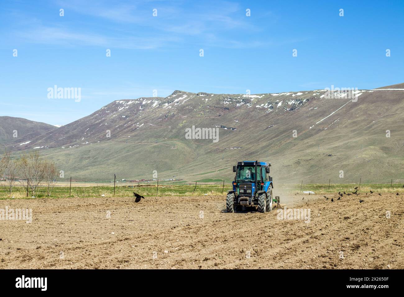 Farming: a powerful tractor tills the earth, readying the soil for a ...