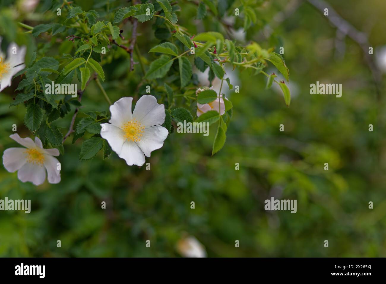 a flower on a bush in spring Stock Photo - Alamy