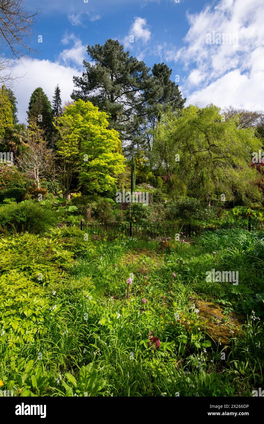 Fletcher Moss botanical gardens in spring, Didsbury, Greater Manchester ...