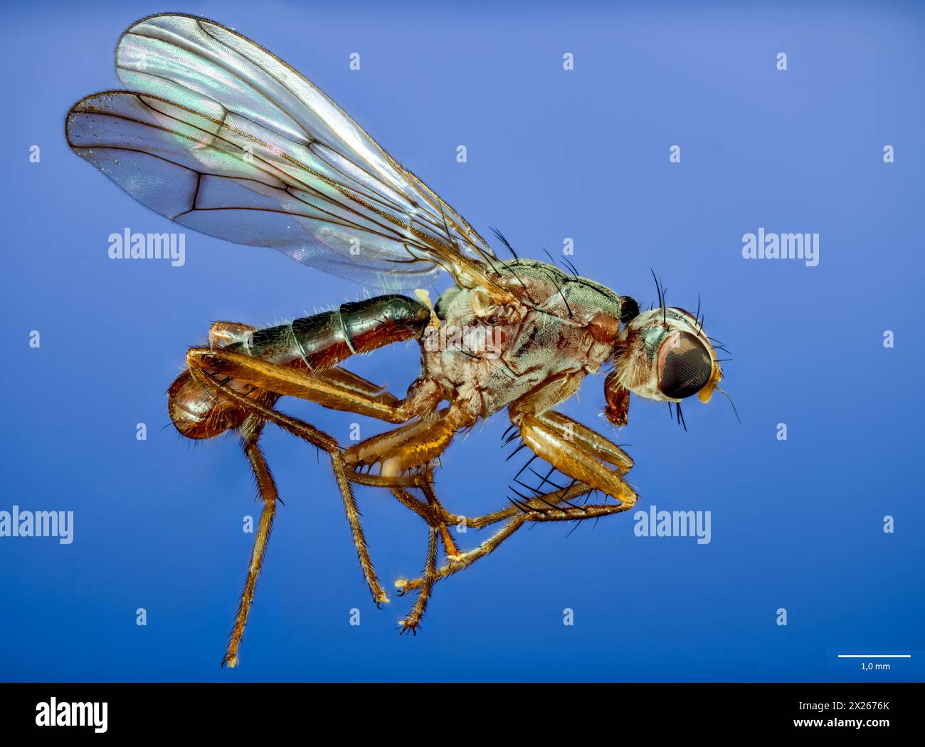 Daffodil fly (Norellia spinipes Stock Photo - Alamy