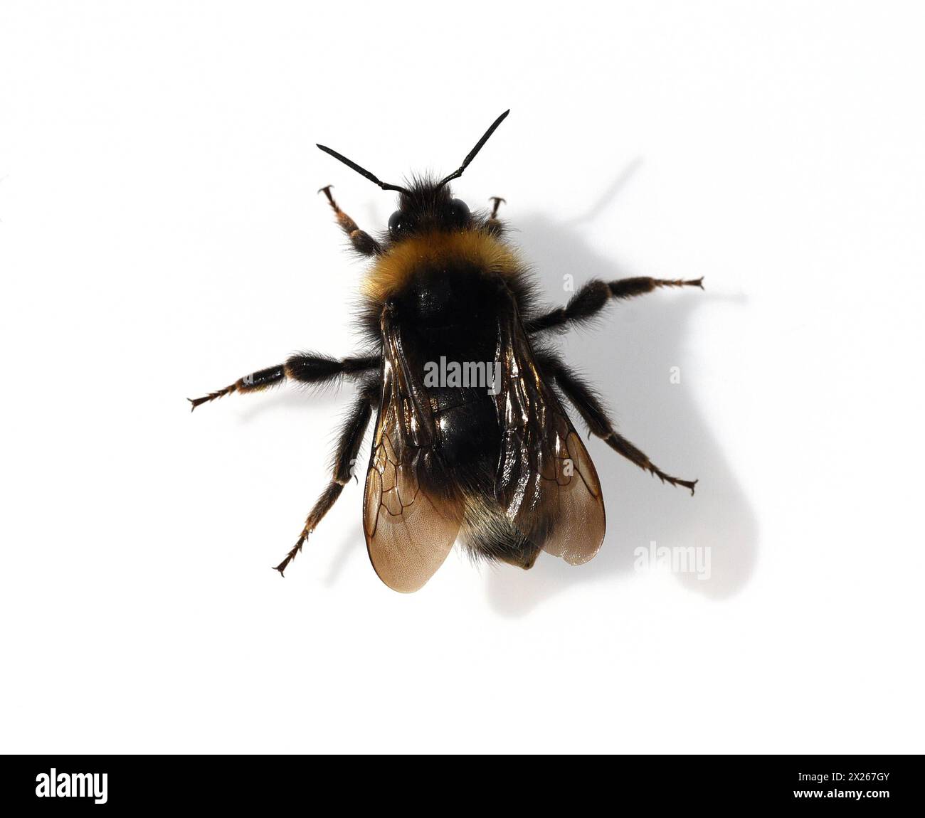 Hummeln, Bombus ist ein wichtiges Insekt zur Bestaeubung von Pflanzen ...