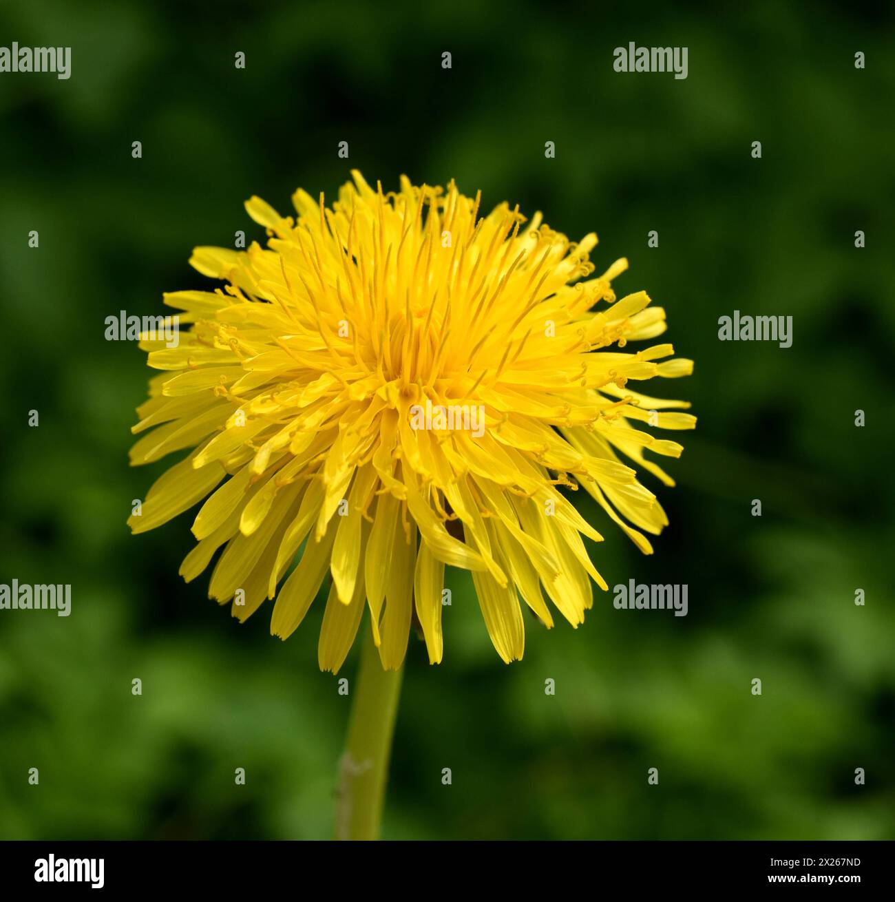 Loewenzahn, Taraxacum officinale als Mauerbluemchen, ist eine ...