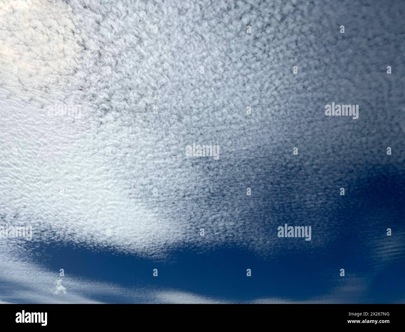 Schaefchenwolken, Cirrocumulus undulatus kuendigen Regen an. Fleecy ...