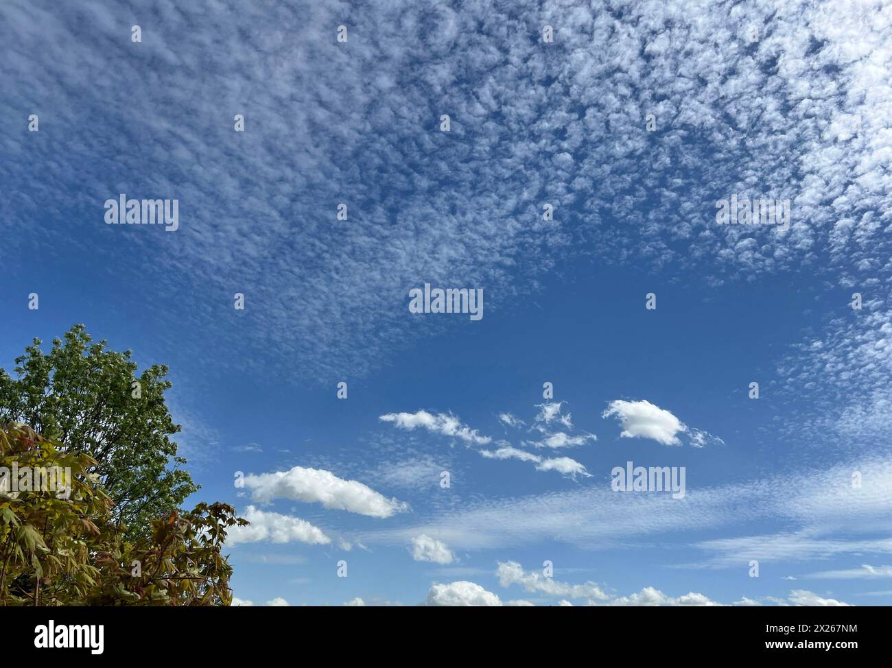 Schaefchenwolken, Cirrocumulus undulatus kuendigen Regen an. Fleecy ...