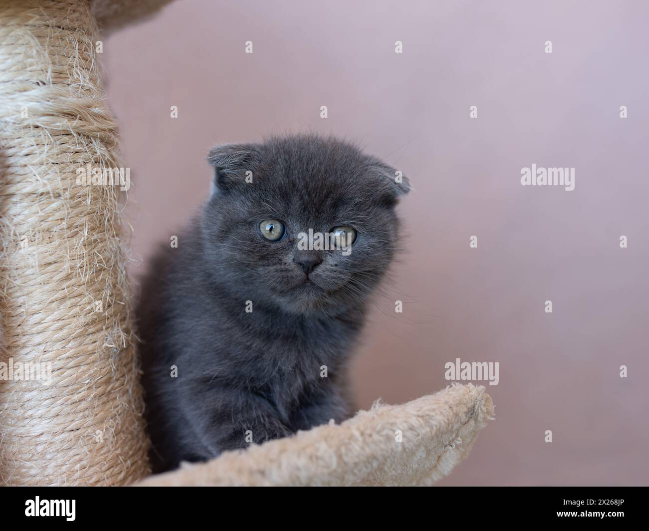 British blue kitten is very beautiful. The British kitten looks ...