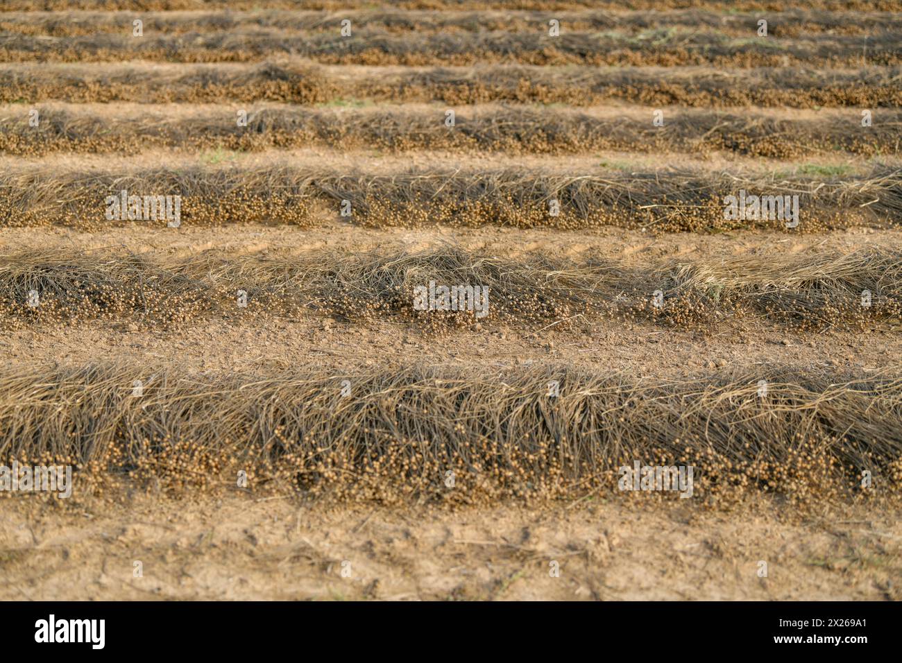 Lines on the ground of dry flax for harvesting Stock Photo - Alamy