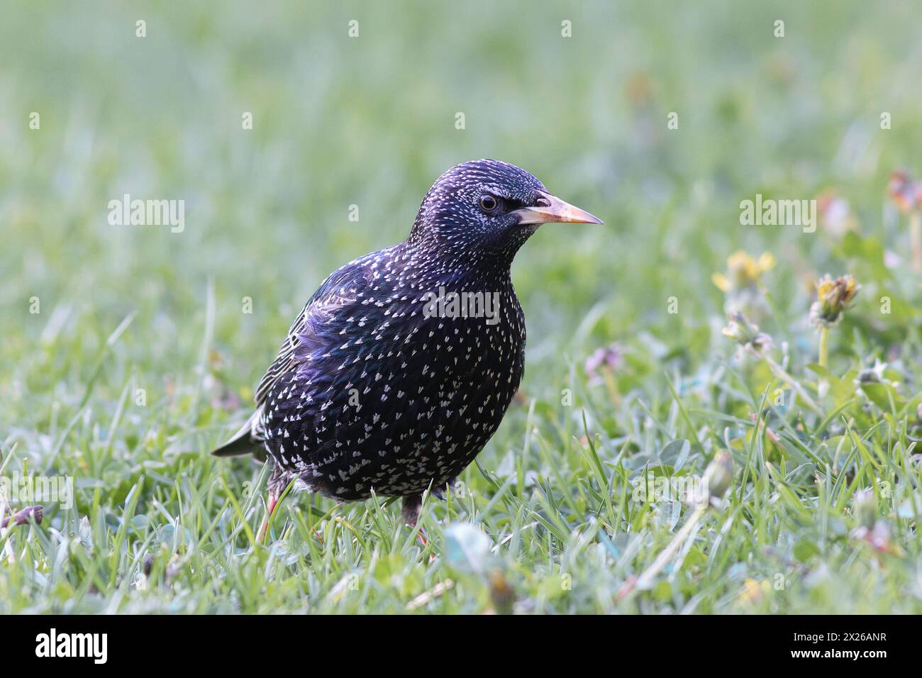 colorful starling on green lawn in the park, showing mating season ...