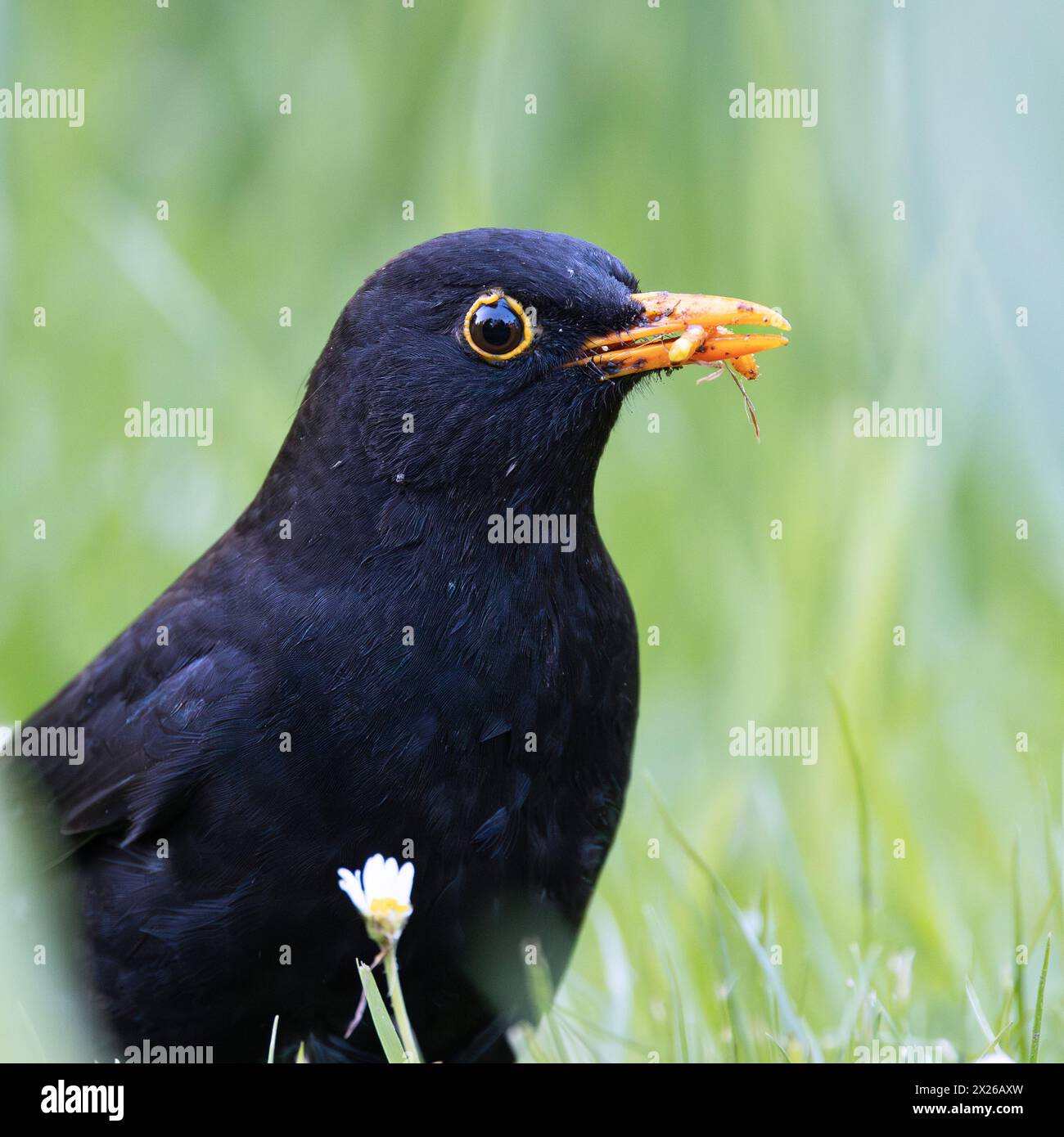 Detailed extreme close up earthworm hi-res stock photography and images ...