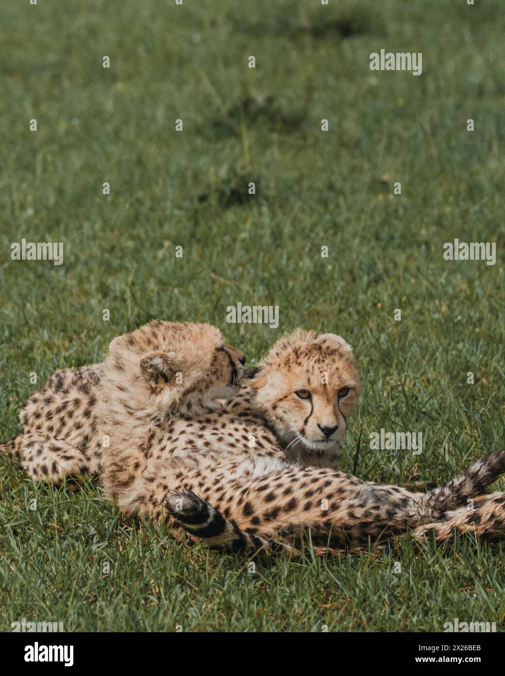 Young cheetahs hone their skills through play in the lush Masai Mara ...
