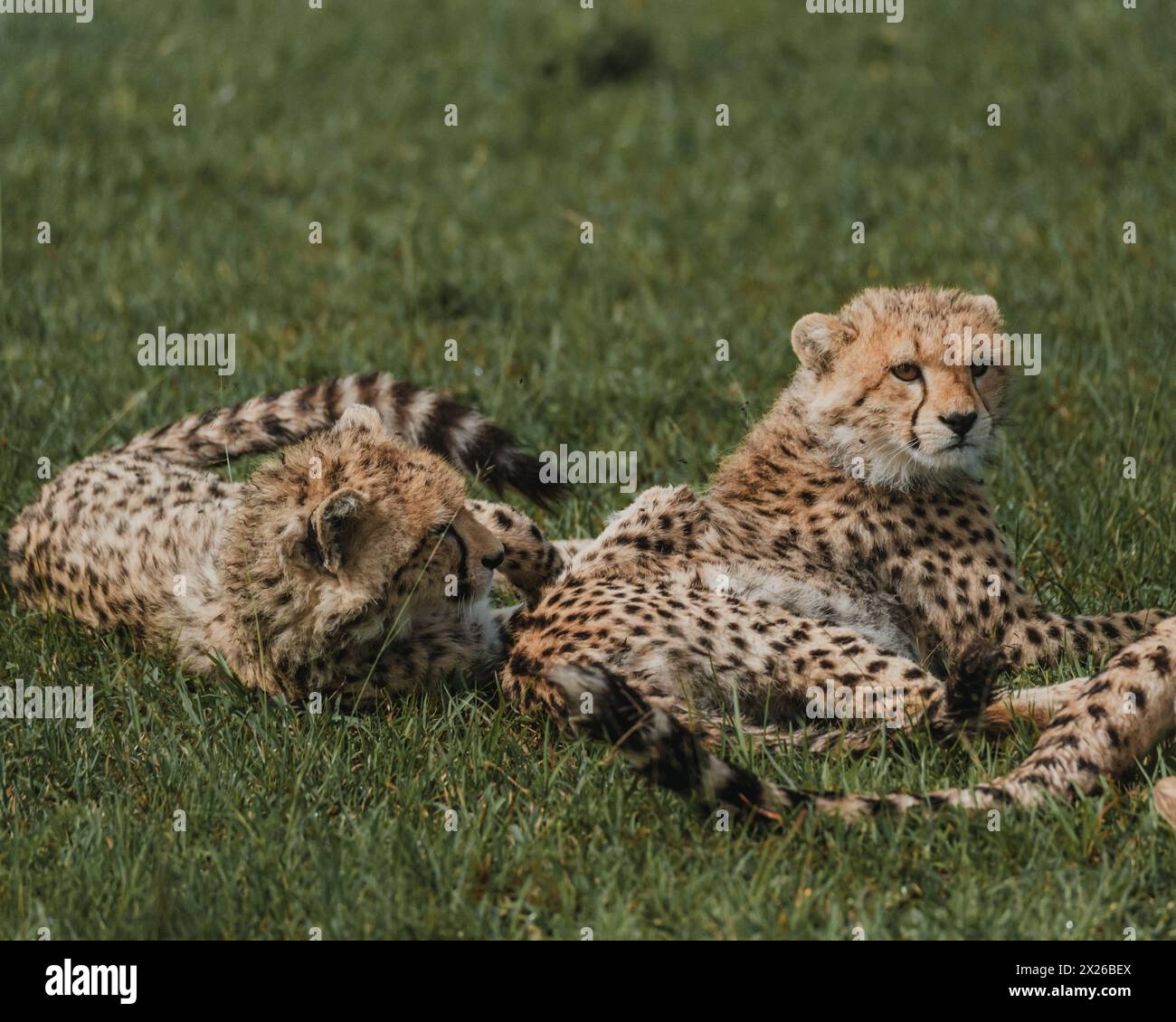 Young cheetahs hone their skills through play in the lush Masai Mara ...