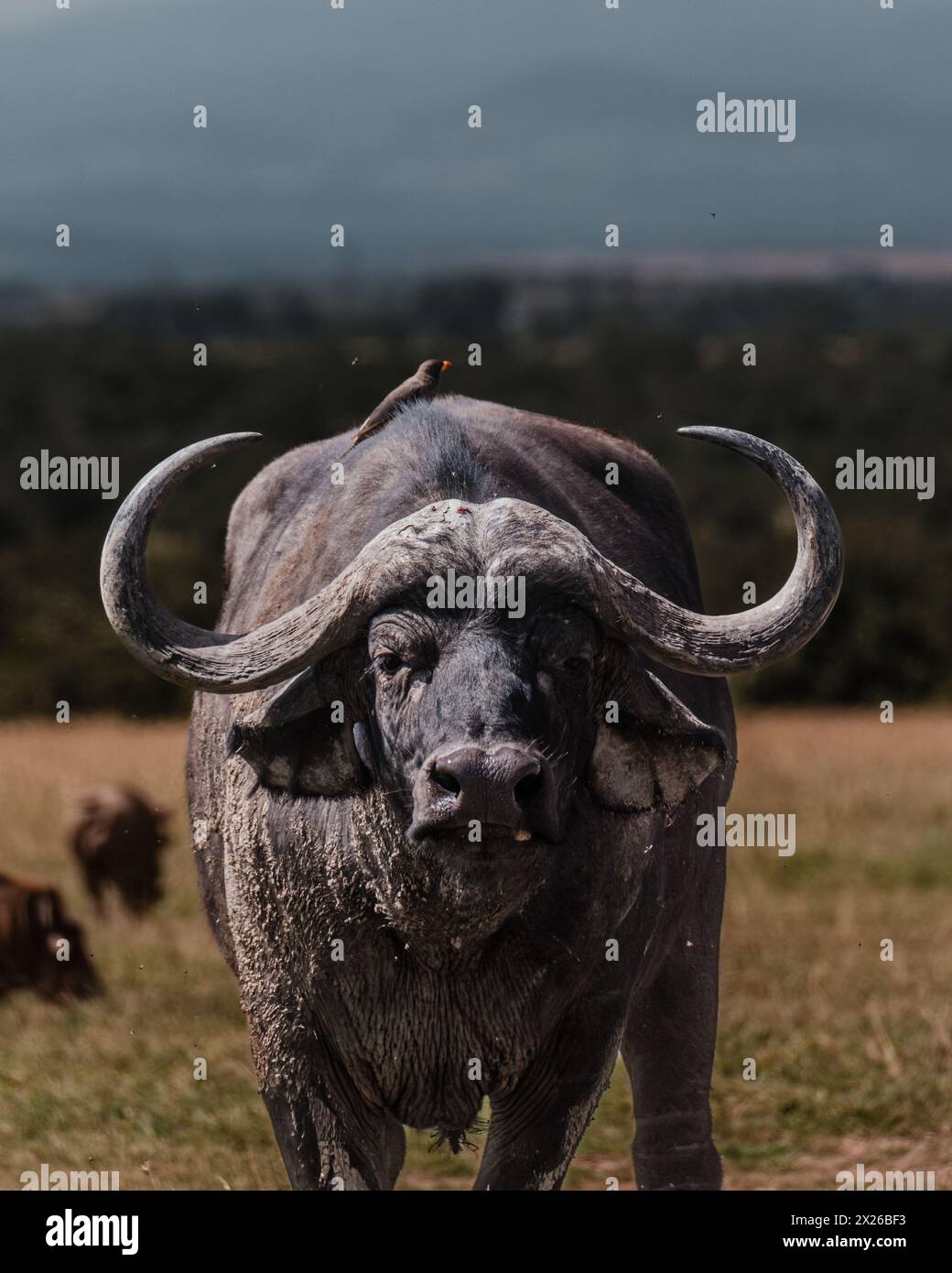 Stoic water buffalo under the watchful eyes of its avian companions ...