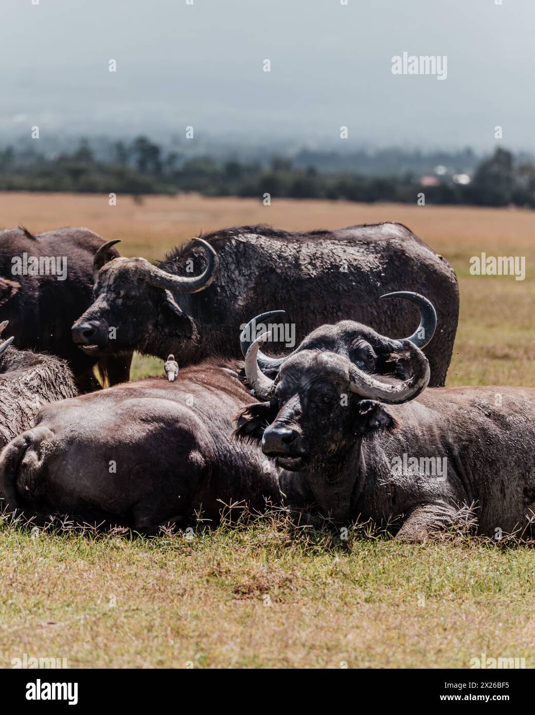 Resting water buffalo herd with the majestic Mount Kenya backdrop Stock ...