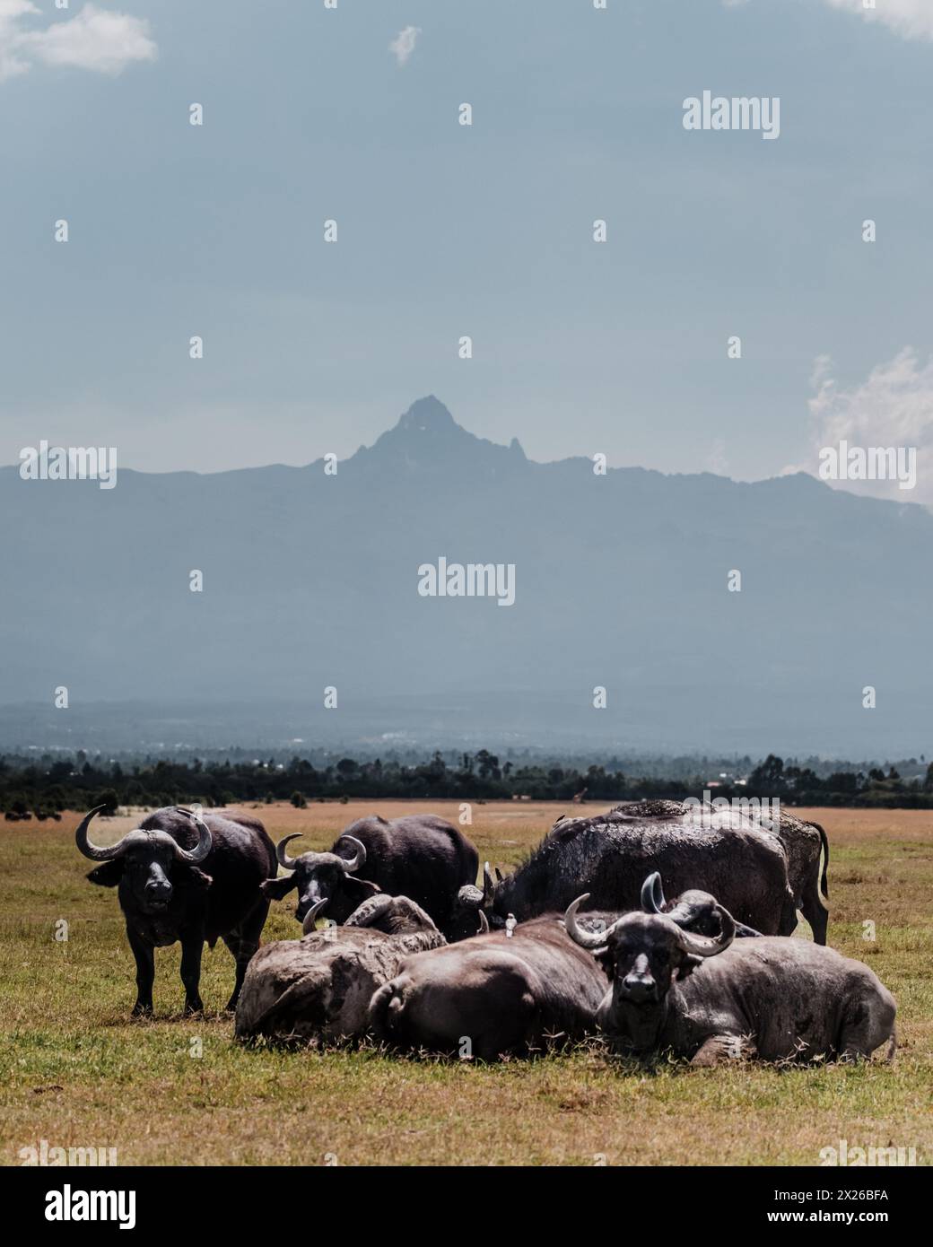 Resting water buffalo hi-res stock photography and images - Alamy