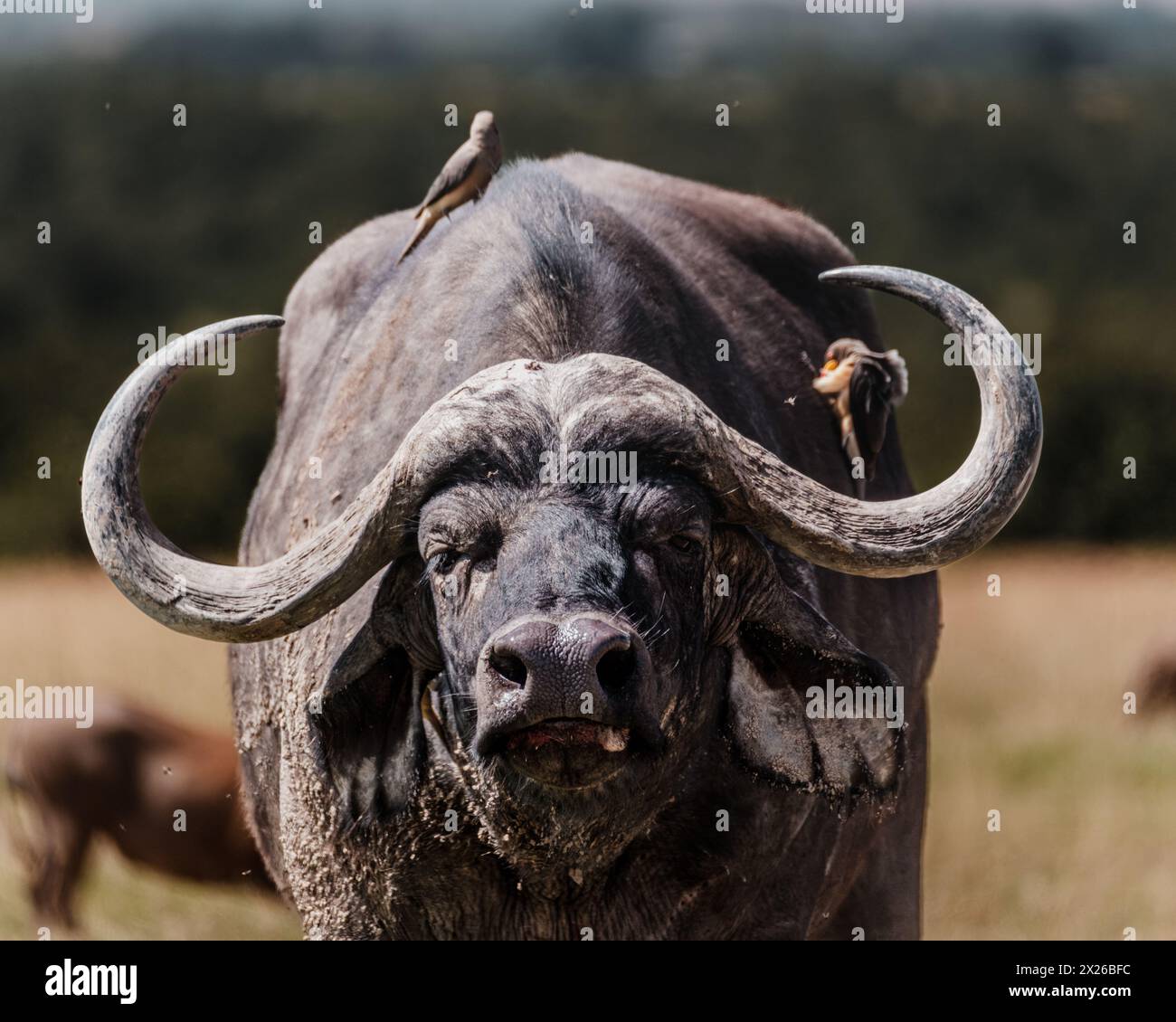 Stoic water buffalo under the watchful eyes of its avian companions ...