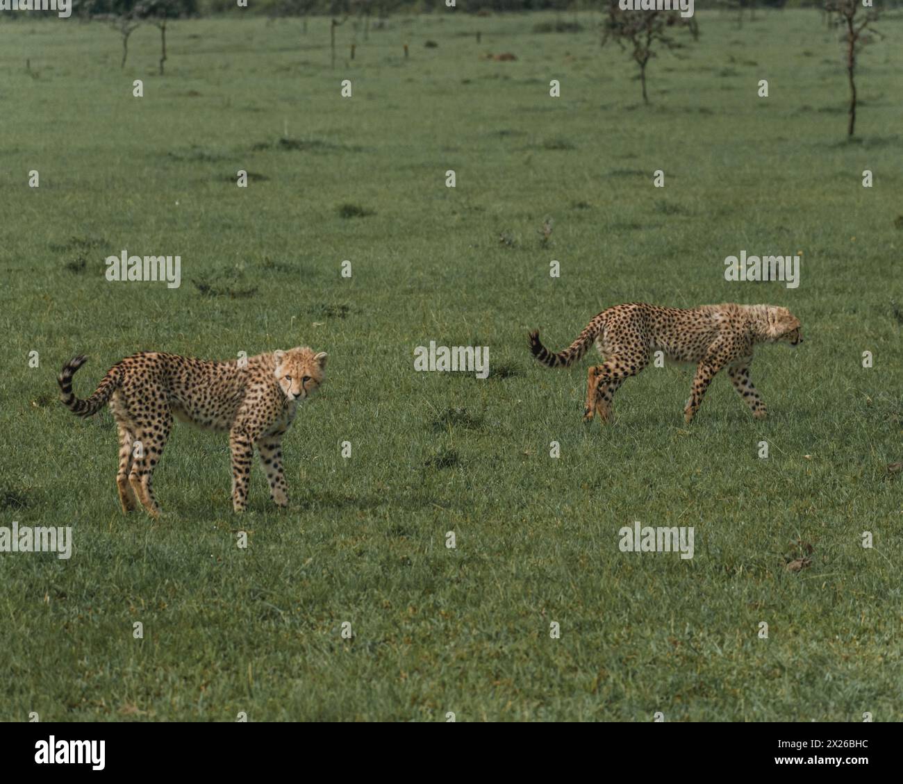 Playful young cheetahs dash across the Masai Mara grasslands Stock ...