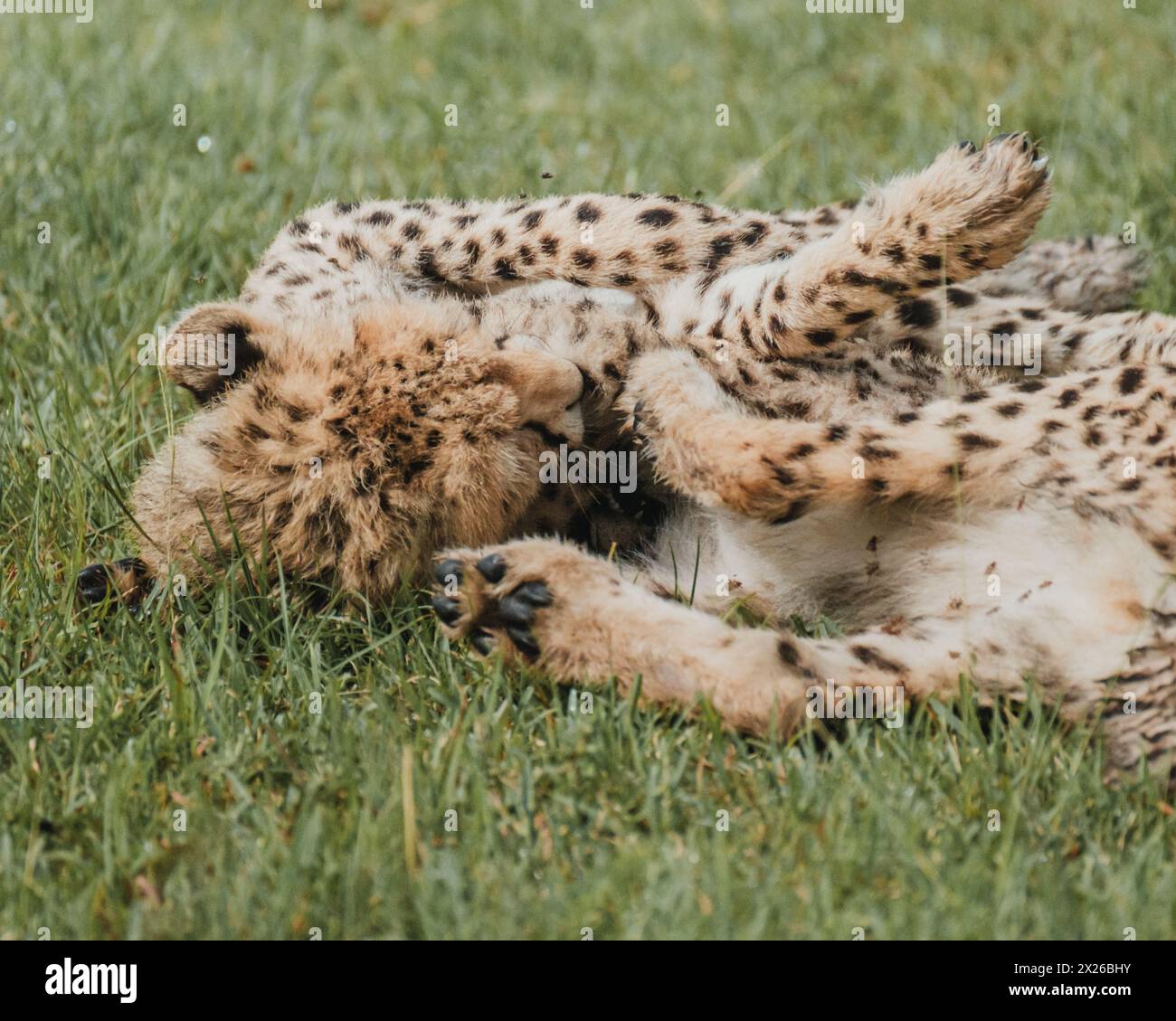Young cheetahs hone their skills through play in the lush Masai Mara ...
