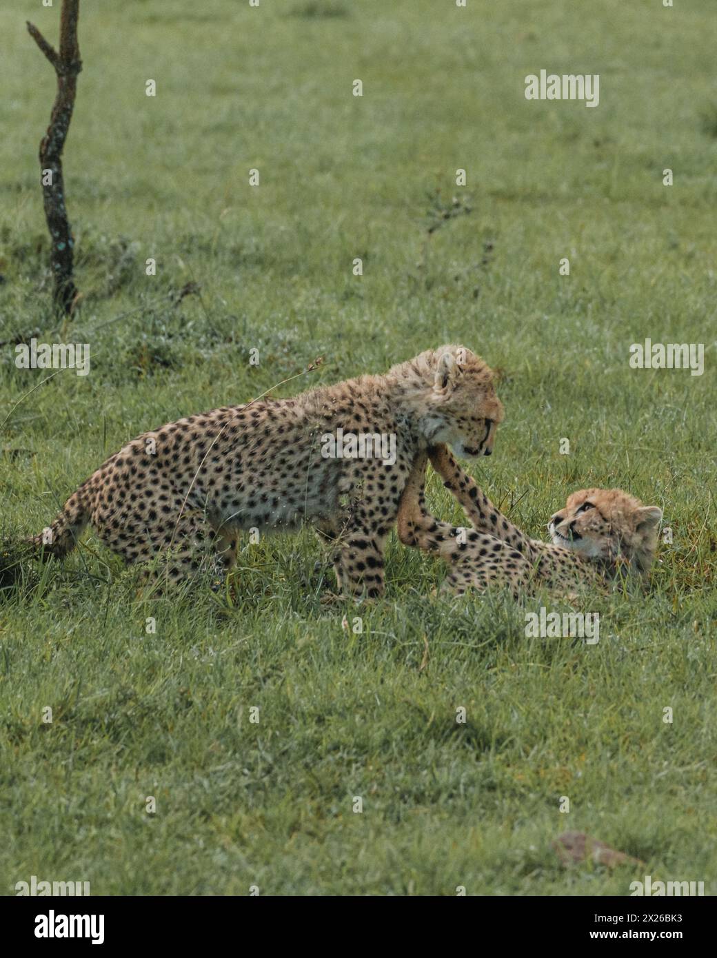 Young cheetahs hone their skills through play in the lush Masai Mara ...