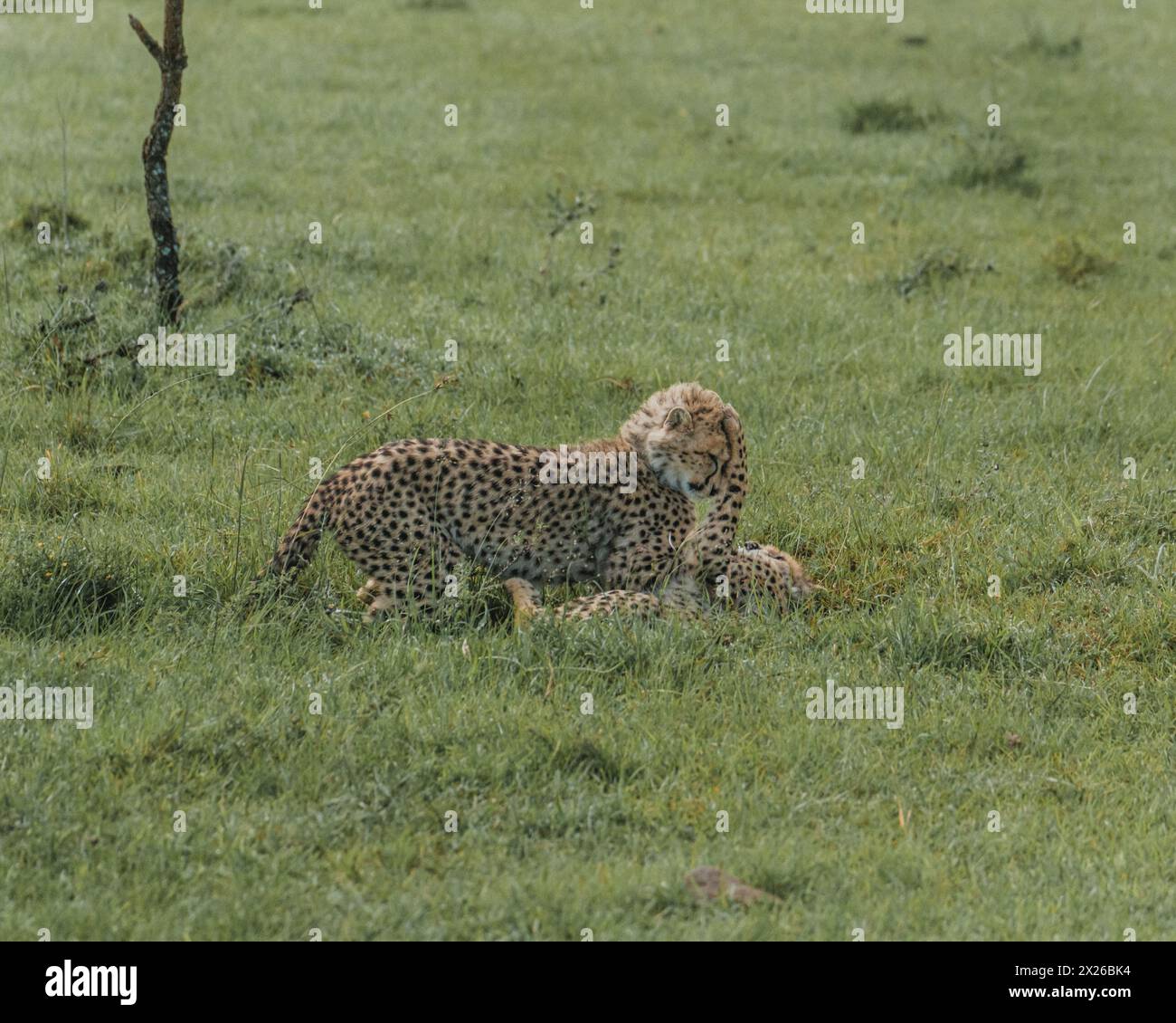 Young cheetahs hone their skills through play in the lush Masai Mara ...